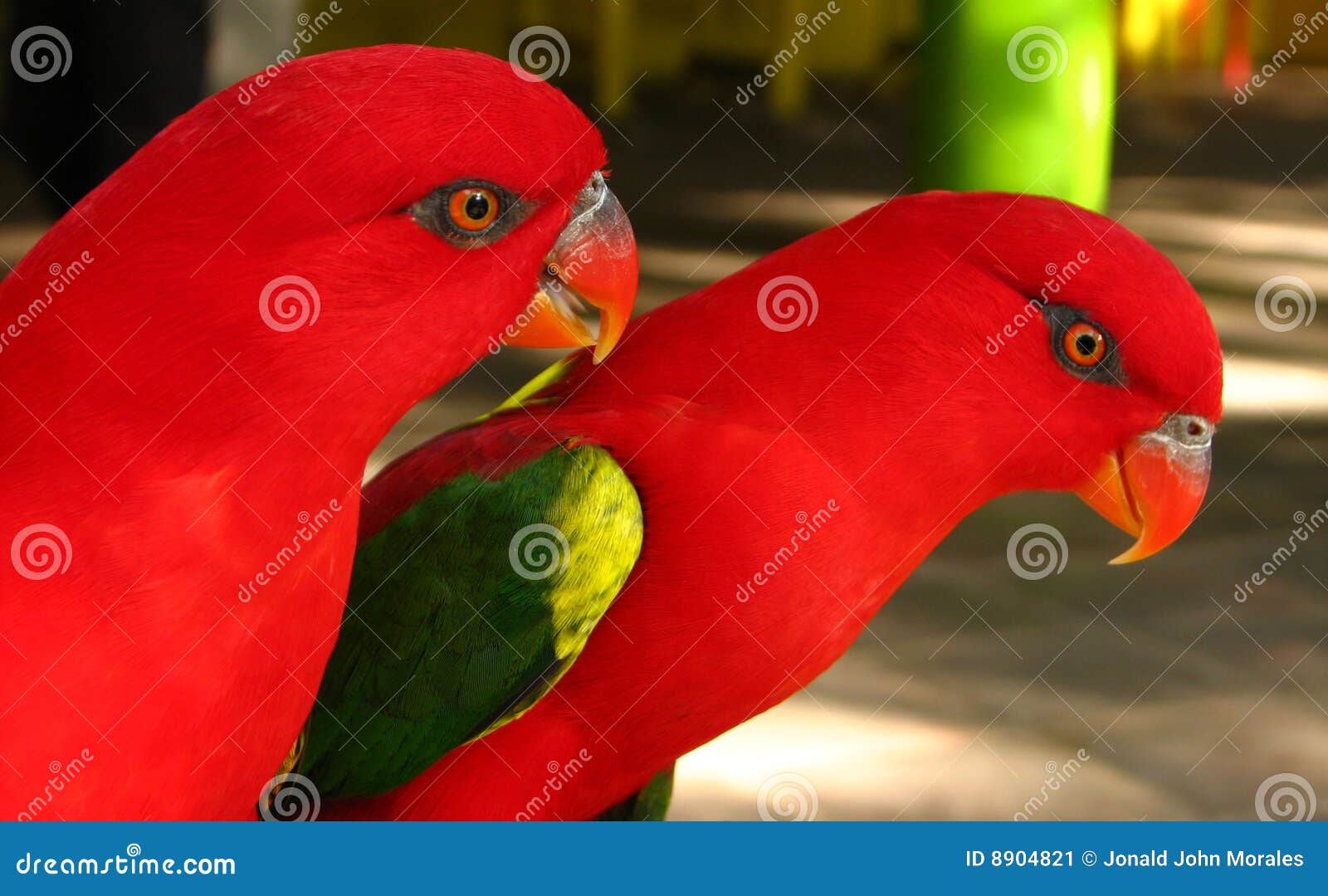 Red Parrot Pair stock image. Image of feathers, beak, pair - 8904821