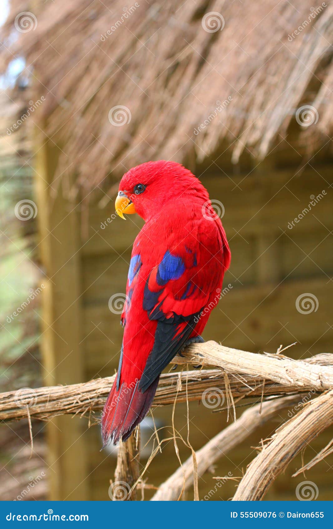Red Parrot stock photo. Image of bright, cute, maccaw - 55509076