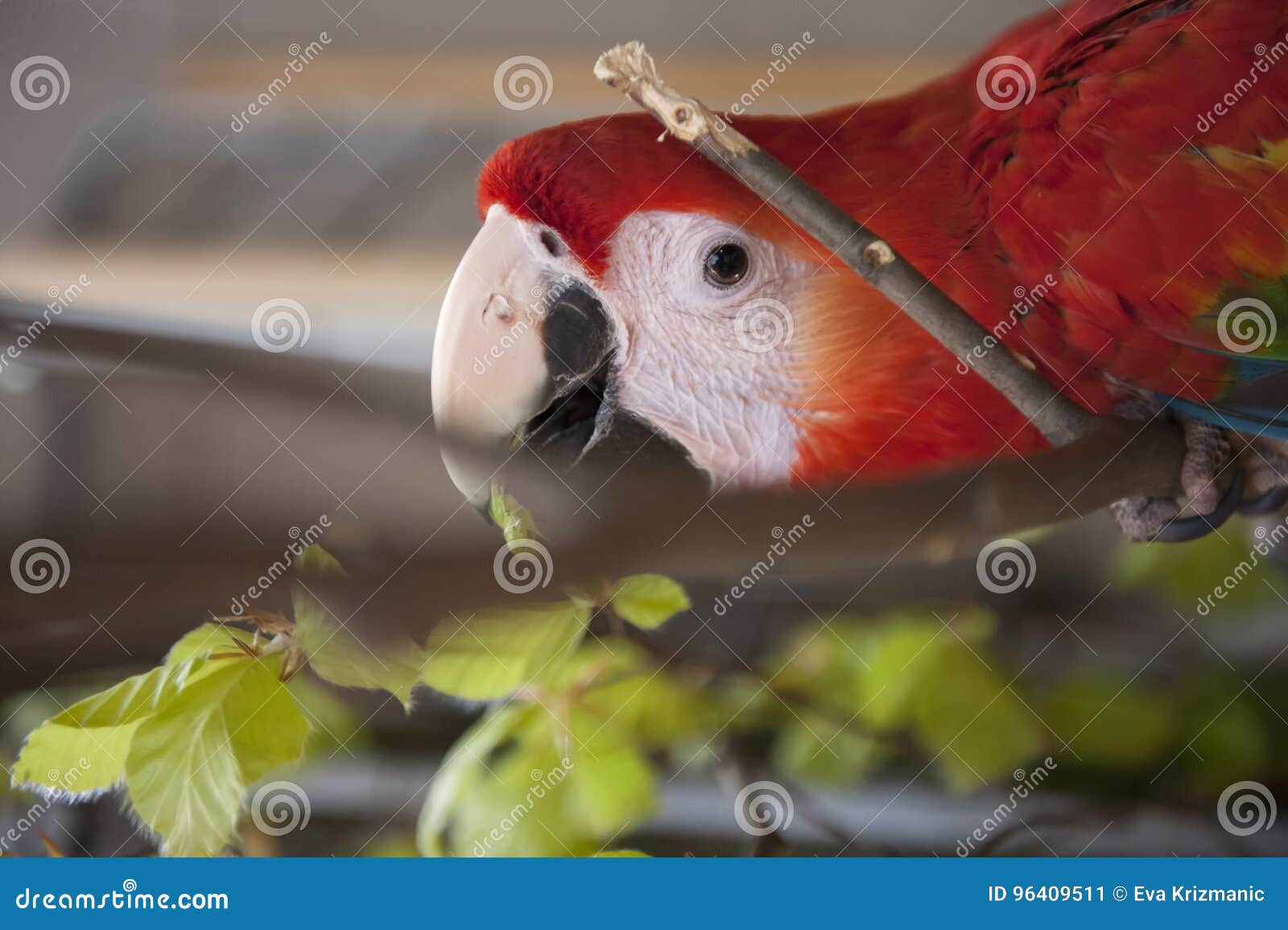 Red parrot stock image. Image of exoticism, branch, feather - 96409511