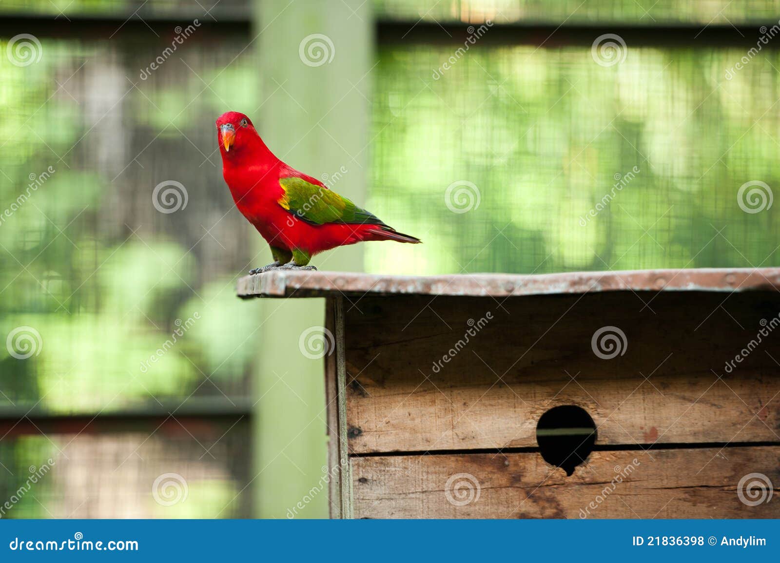 Red Parrot Perched on a Bird House Stock Photo - Image of park, waiting ...