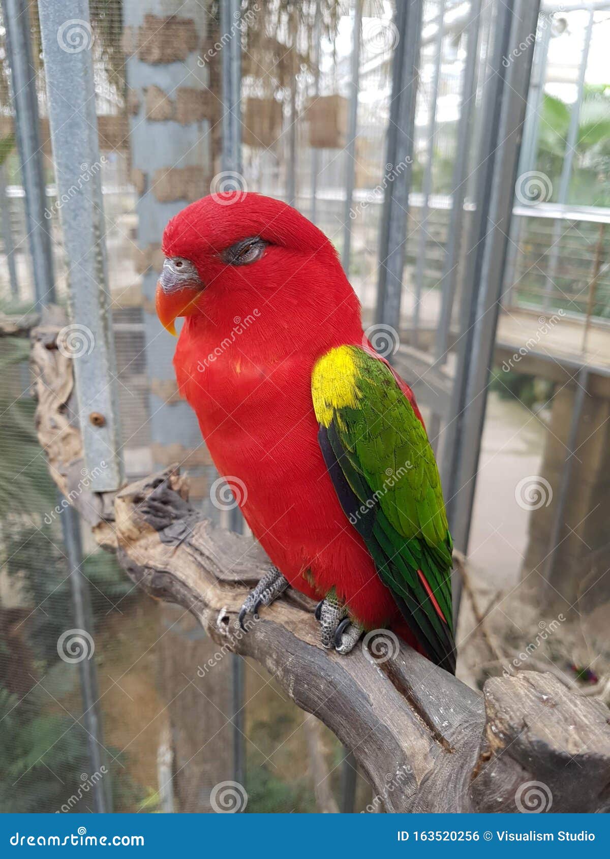 A Red Parrot Perched on an Old Tree Trunk Stock Photo - Image of ...