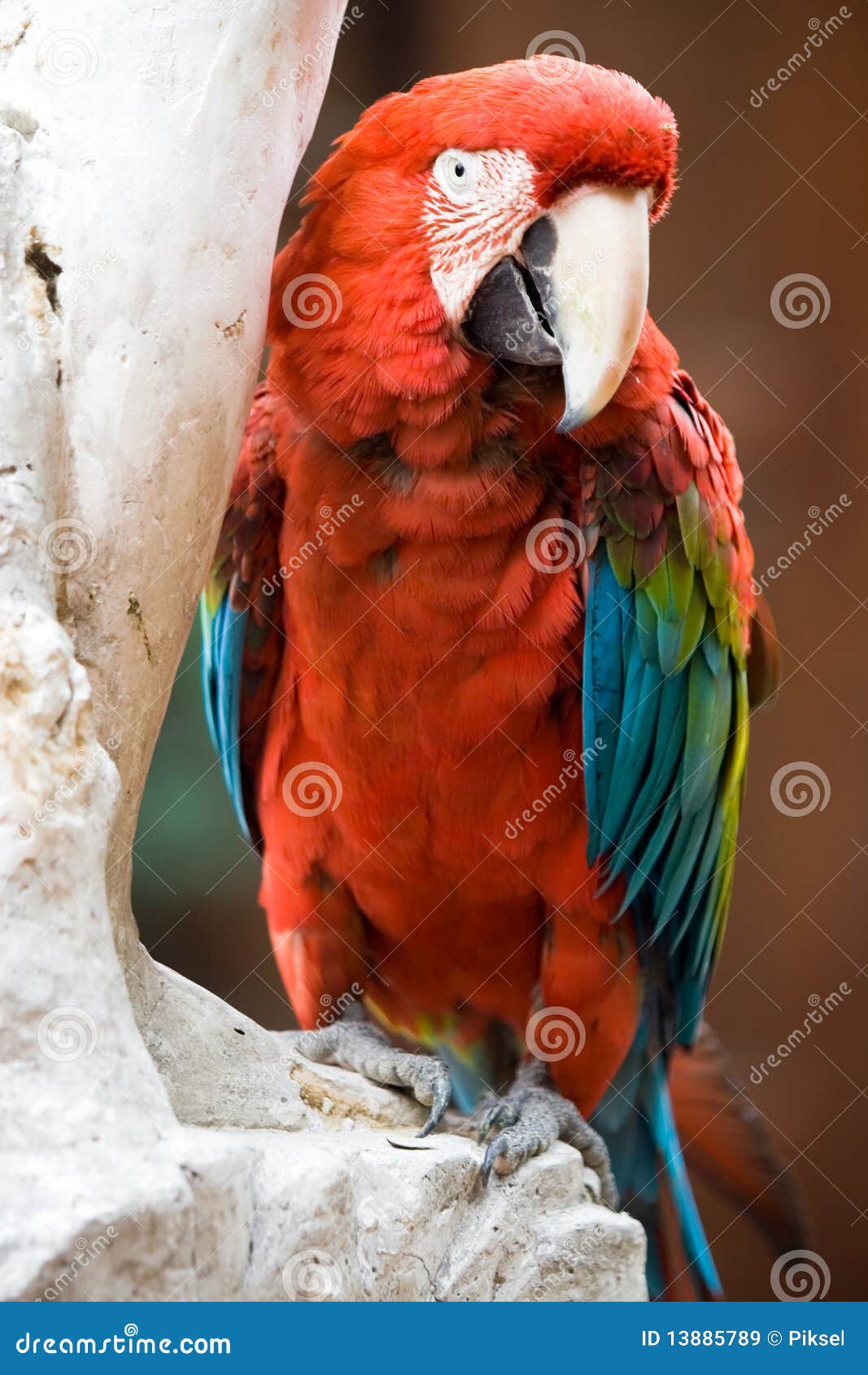 Red parrot, Peru stock image. Image of vibrant, nature - 13885789