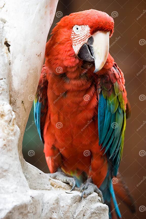 Red parrot, Peru stock image. Image of vibrant, nature - 13885789