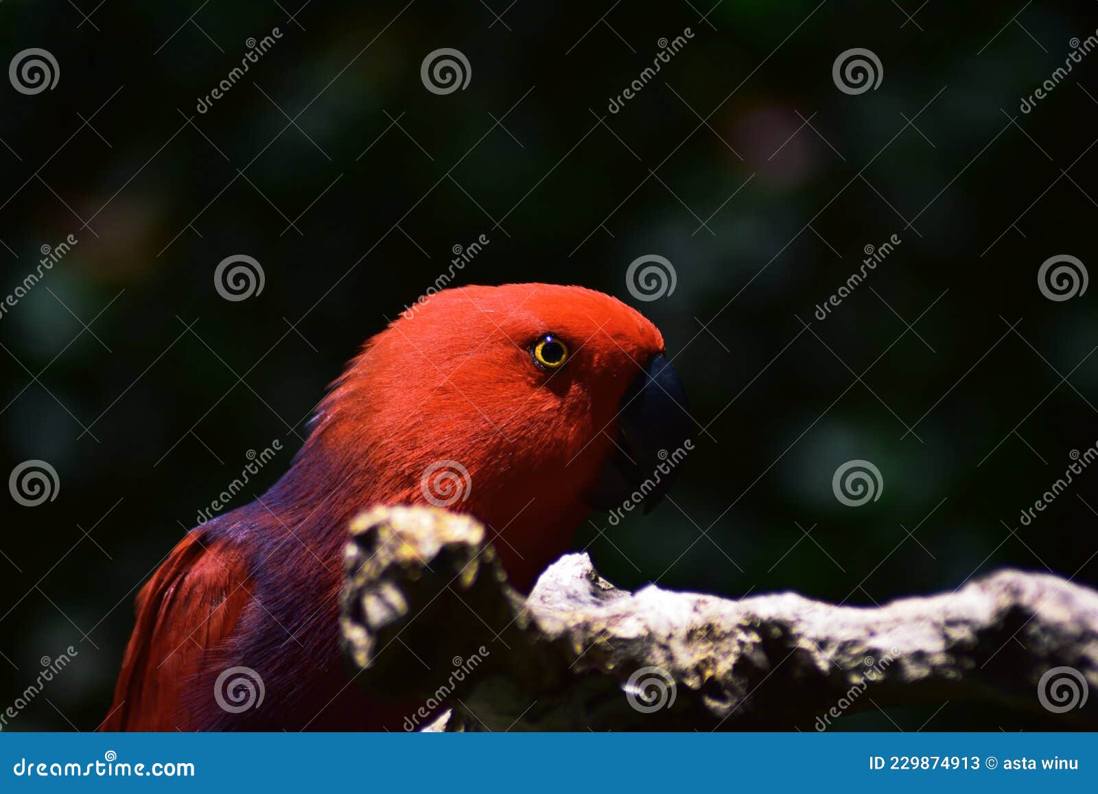 Red Parrot Side Head Shot Style Stock Image - Image of head, macaw ...