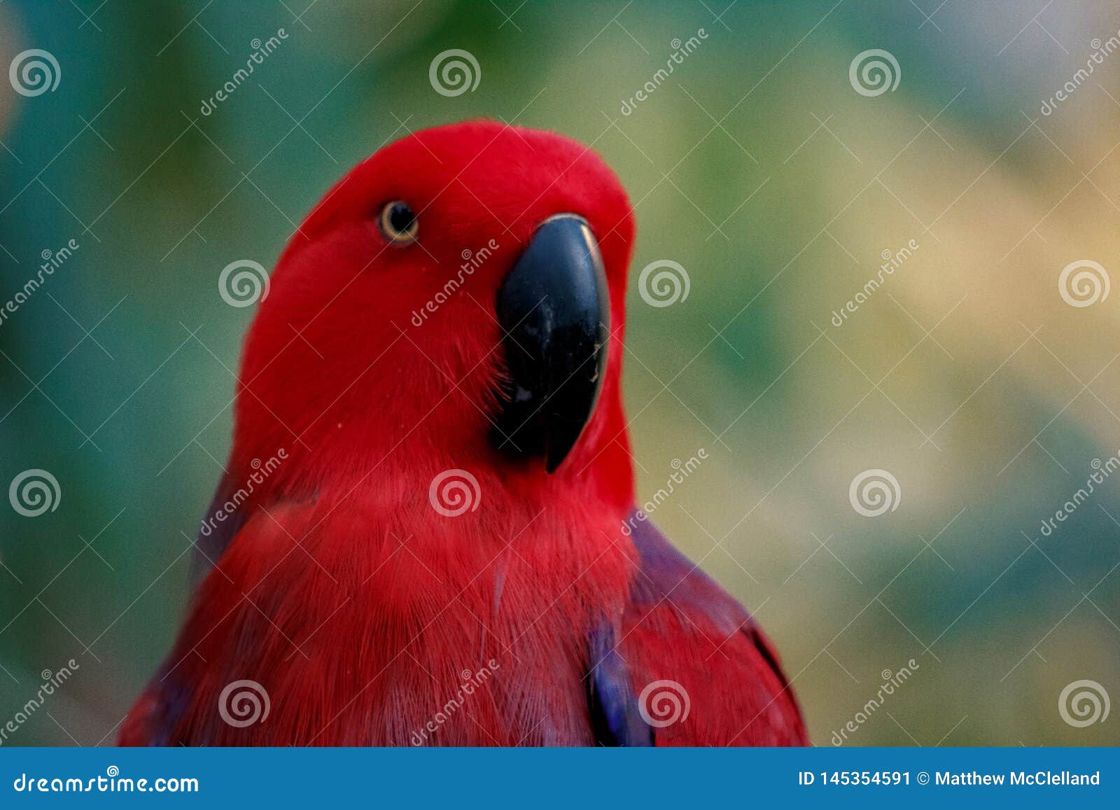 Red Parrot Side Portrait Head Shot Stock Image - Image of side, head ...
