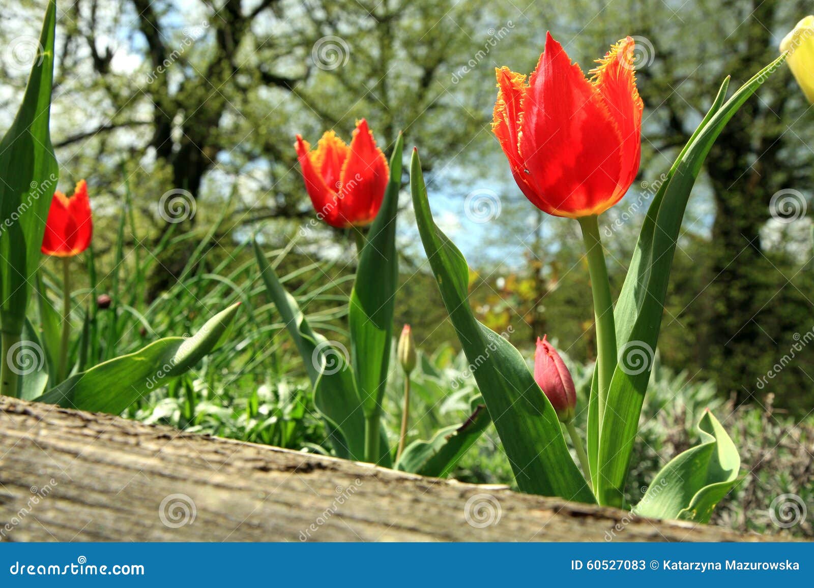Red parrot tulips stock image. Image of macro, lily, metaphor - 60527083