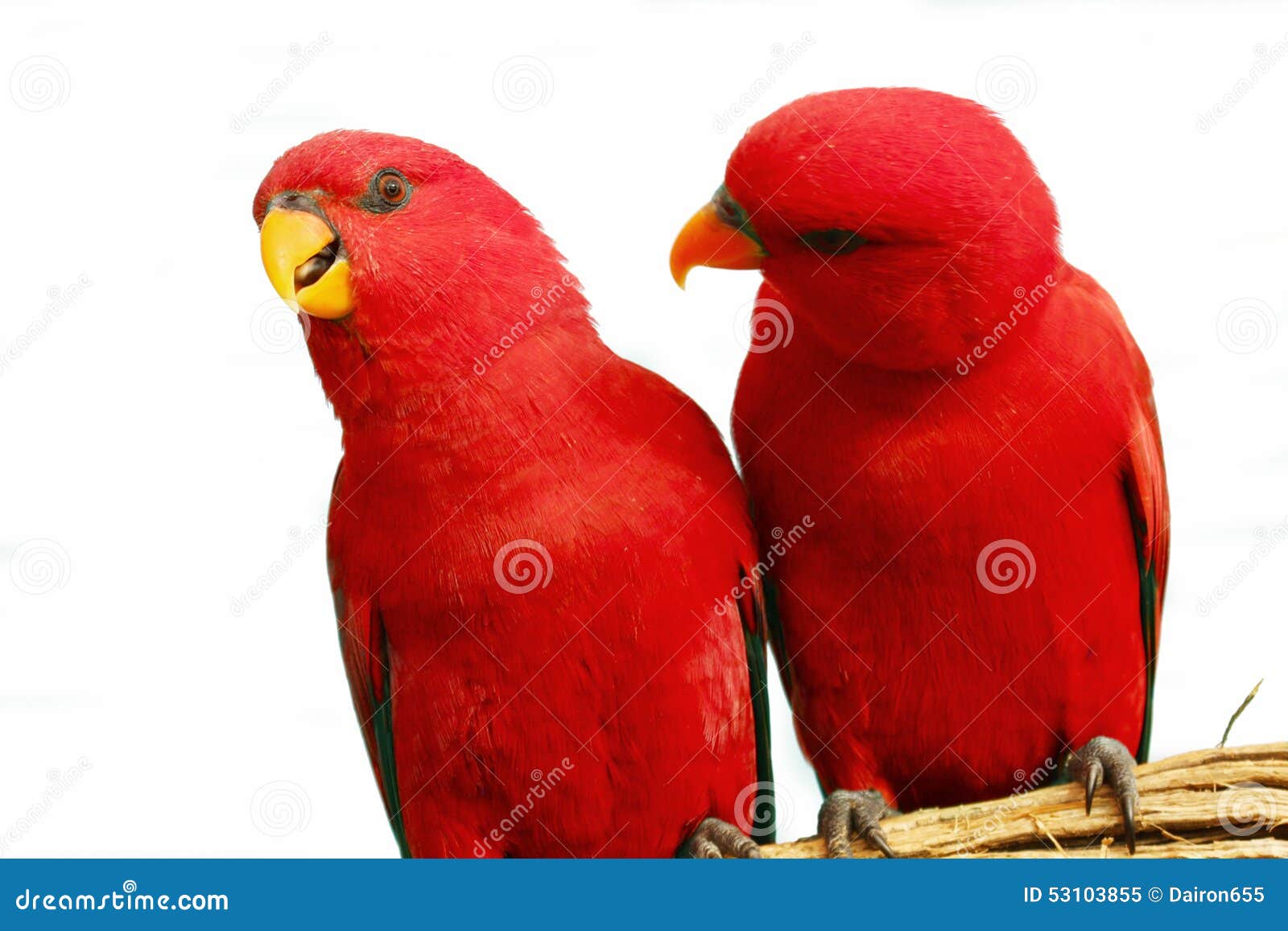 Red Parrot stock image. Image of agapornis, stand, domestic - 53103855