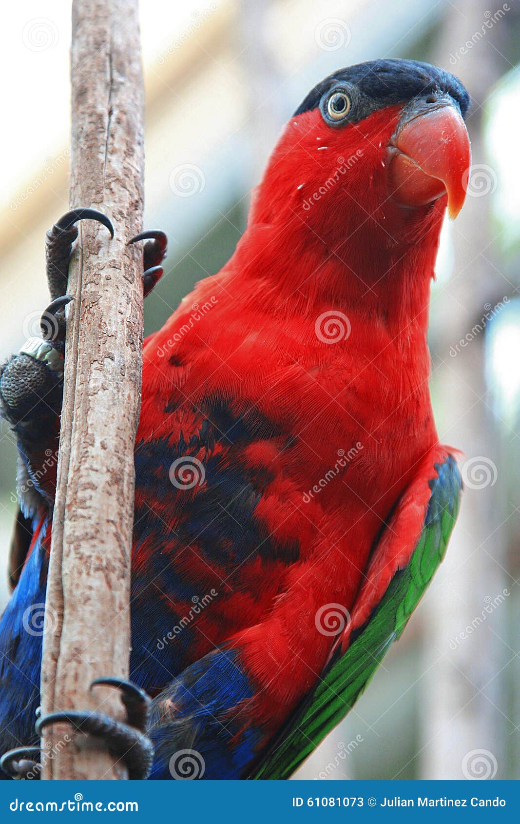 Red Parrot stock image. Image of savage, parrot, animals - 61081073