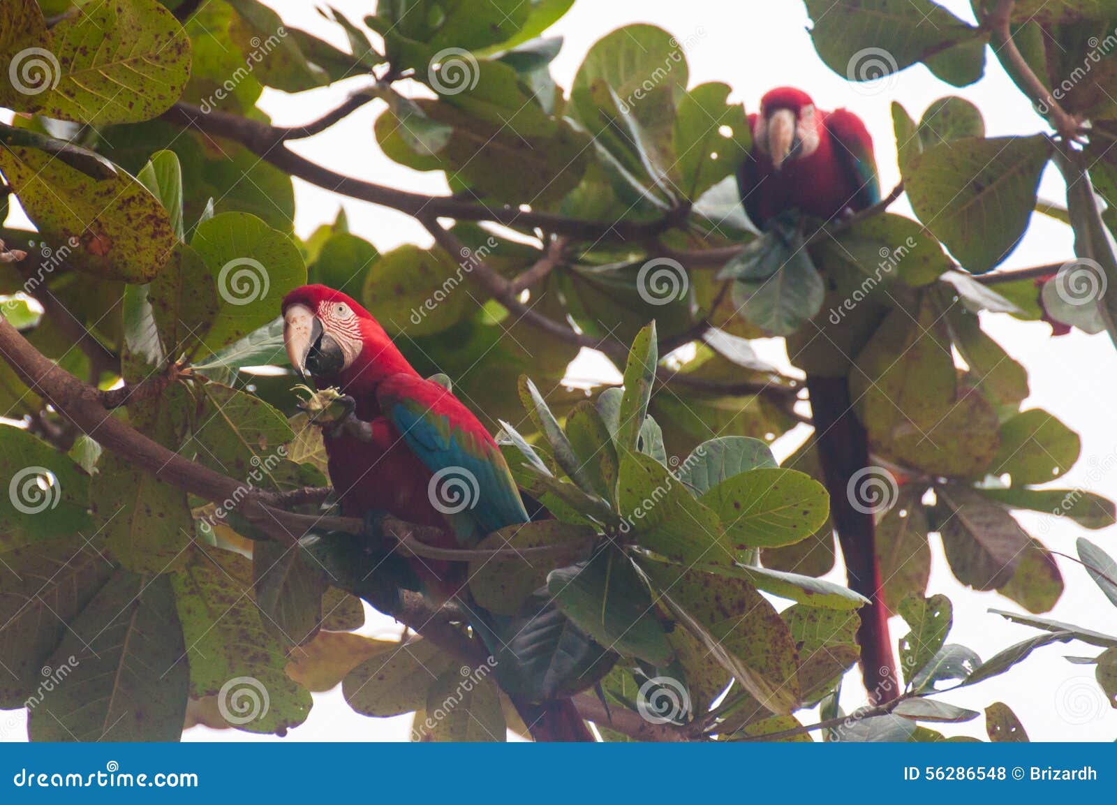 Red Parrots Birds in the Pantanal, Brazil Stock Photo - Image of brazil ...