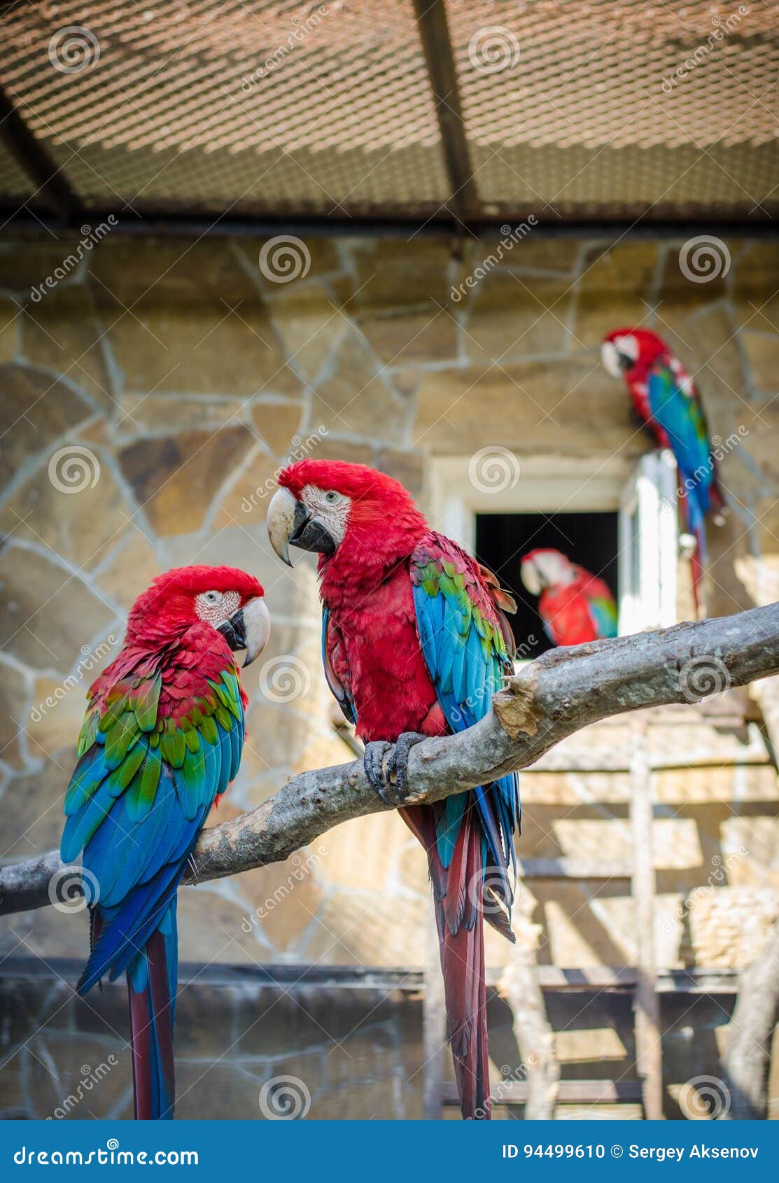 Red parrots stock photo. Image of tropical, colors, wing - 94499610
