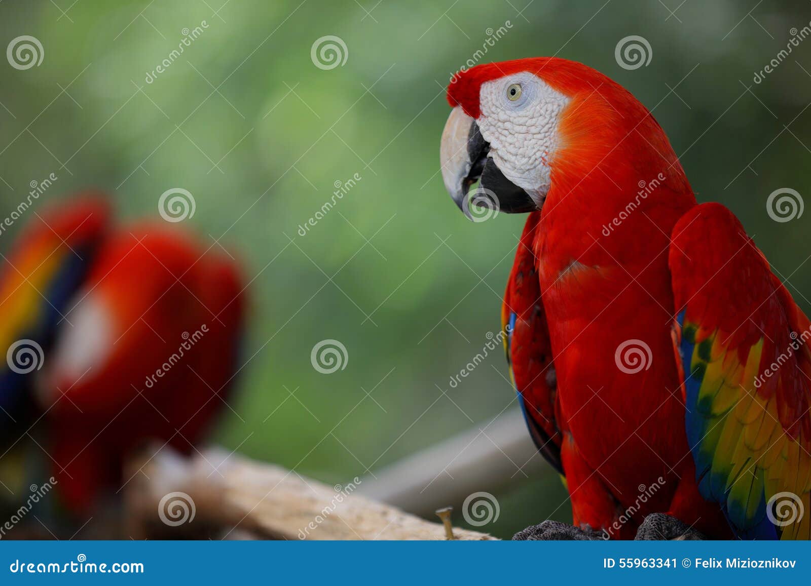 Red Parrott in nature stock image. Image of parrott, colorful - 55963341
