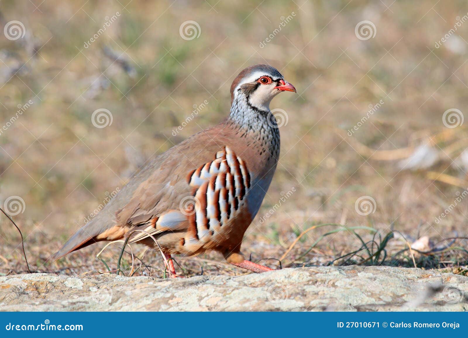 Red partridge wild stock image. Image of partridge, freedom - 27010671
