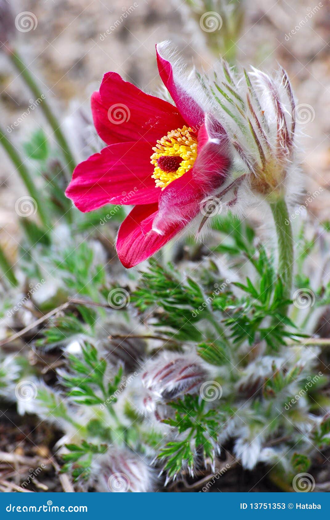 Pasque Flower Stock Photo | CartoonDealer.com #9541416