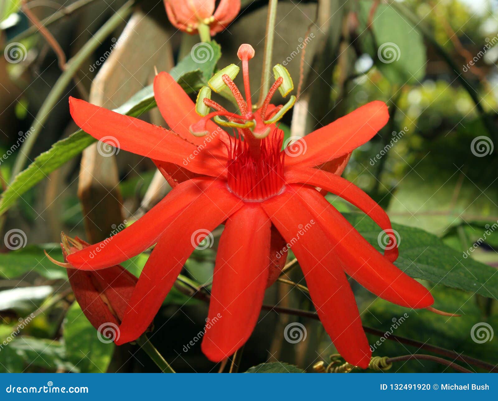 A Red Passiflora Flower stock photo. Image of flower - 132491920
