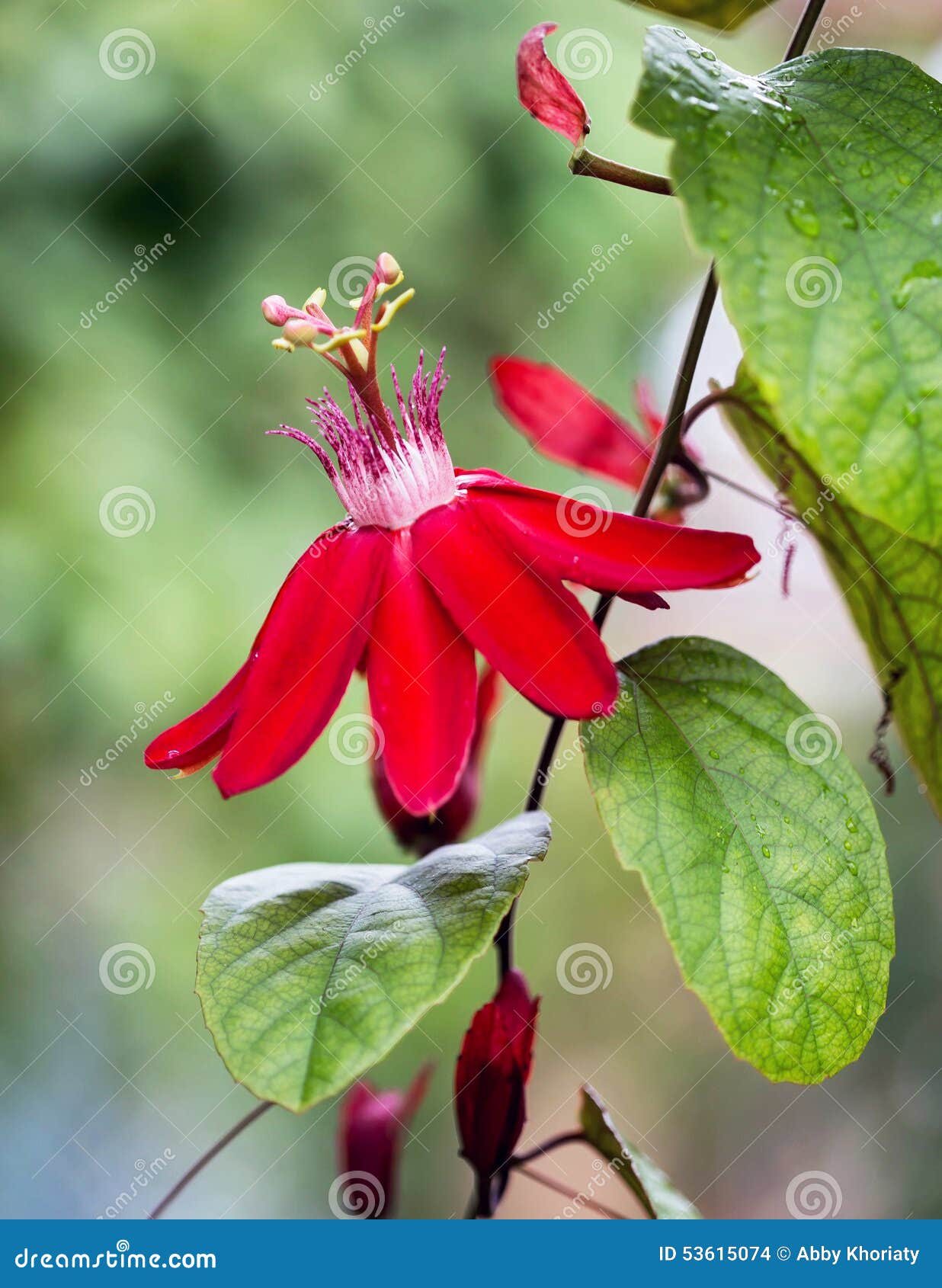 Red Passion Flower stock photo. Image of isolated, passion - 53615074