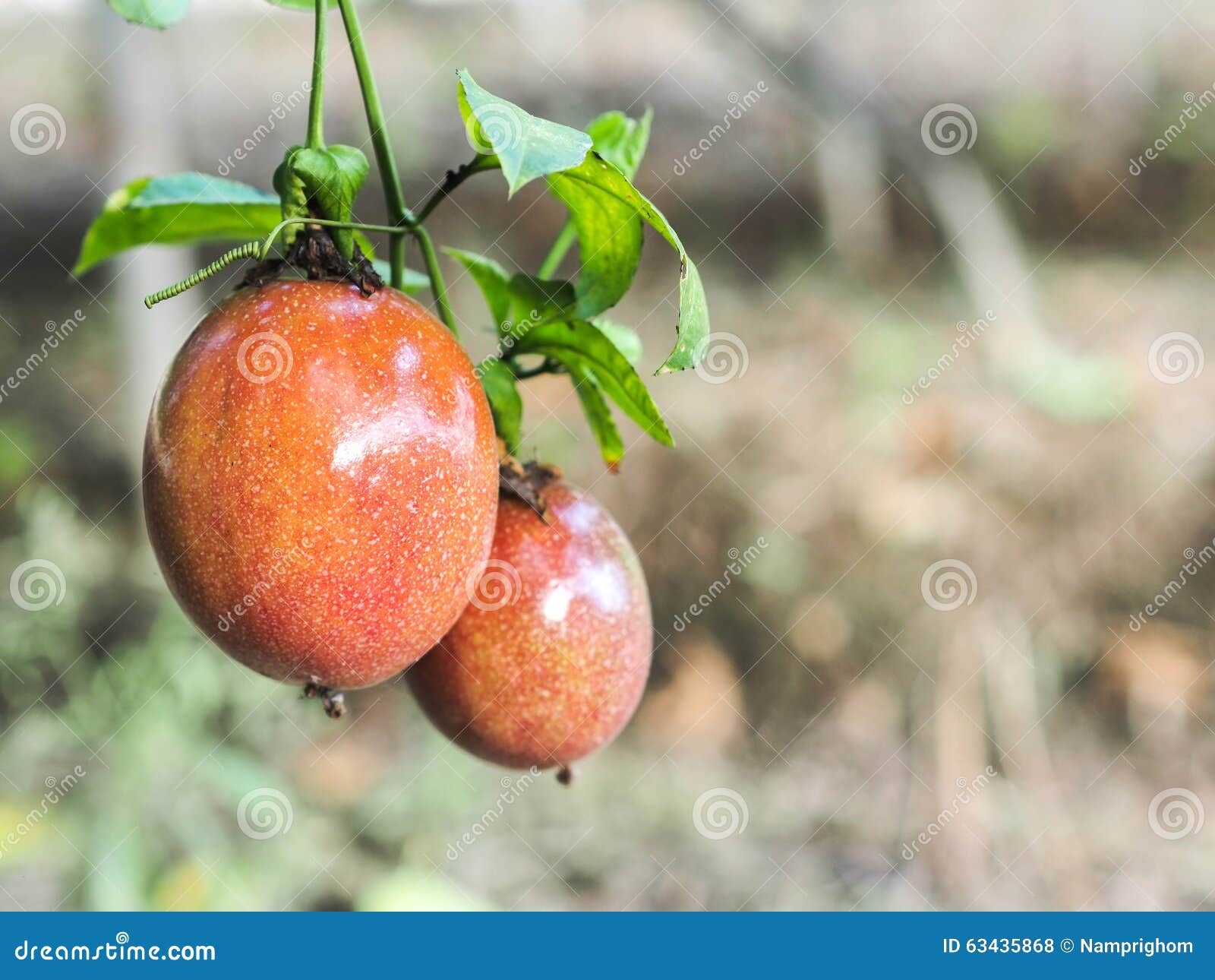 Red passion fruit. stock photo. Image of juice, grow - 63435868