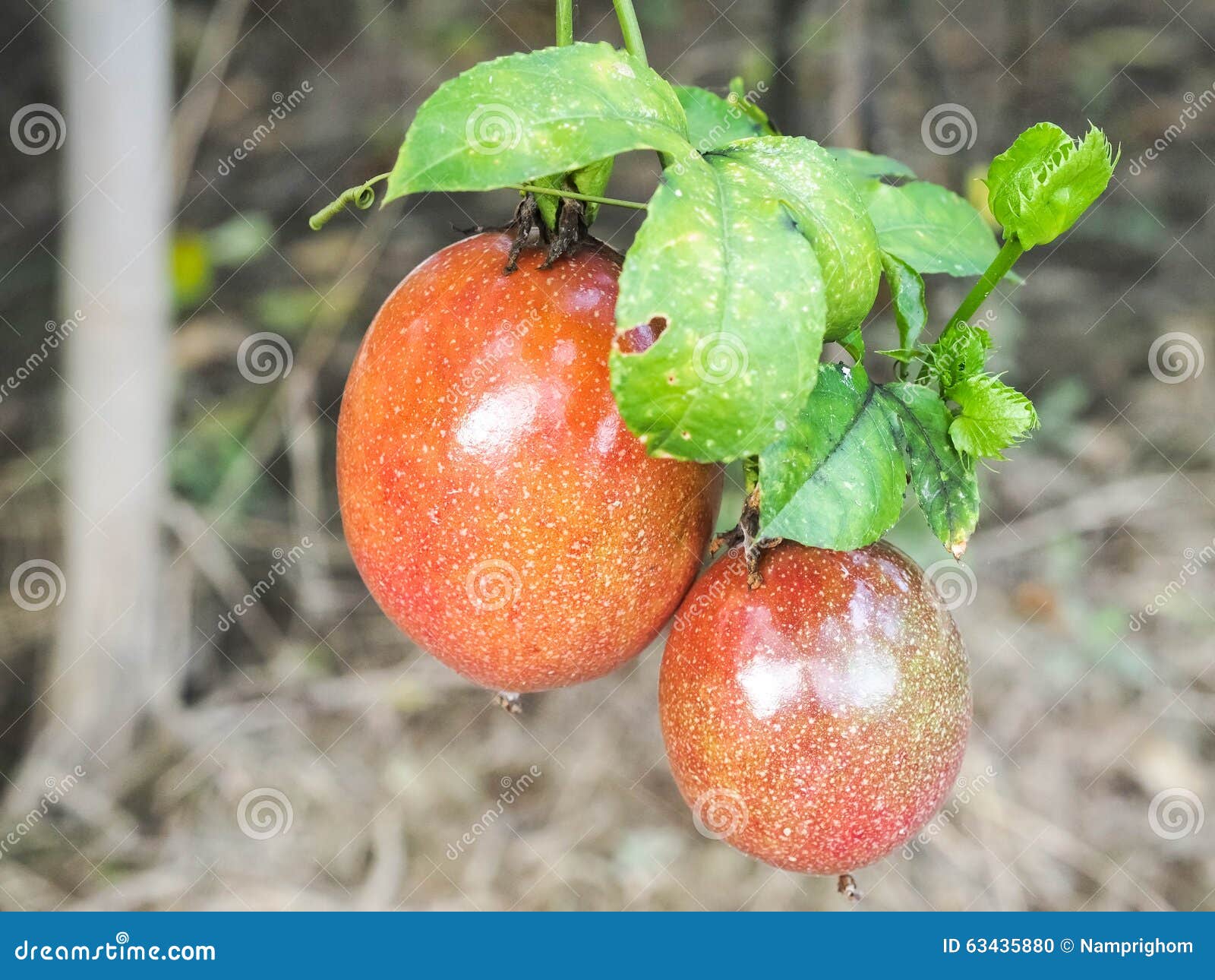 Red passion fruit. stock photo. Image of nature, foliage - 63435880