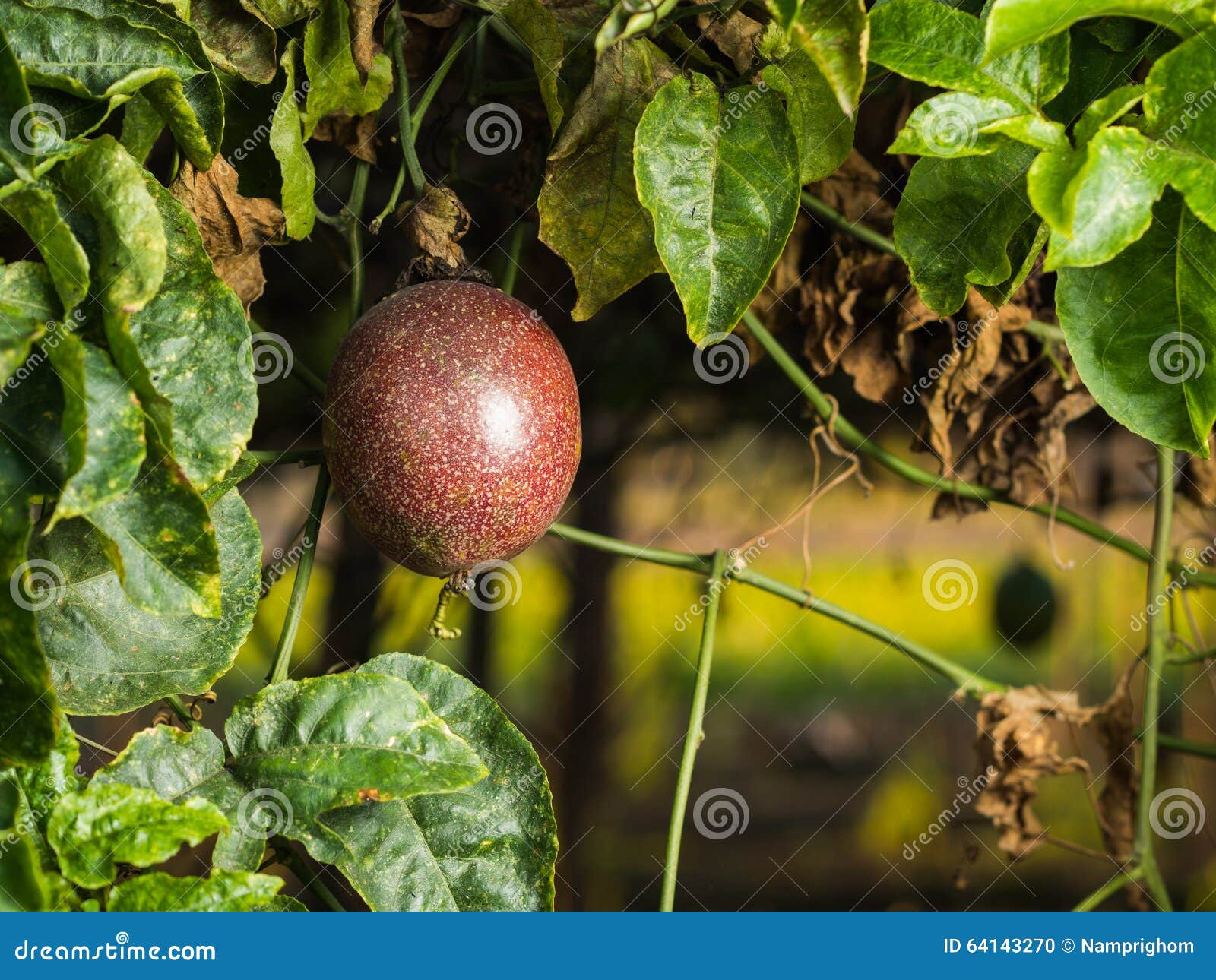 Red passion fruit stock photo. Image of oval, closeup - 64143270
