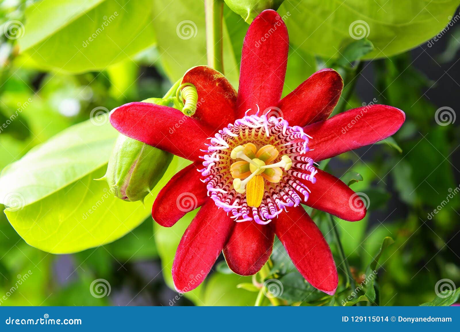 Red passionflower in bloom stock photo. Image of tourism - 129115014