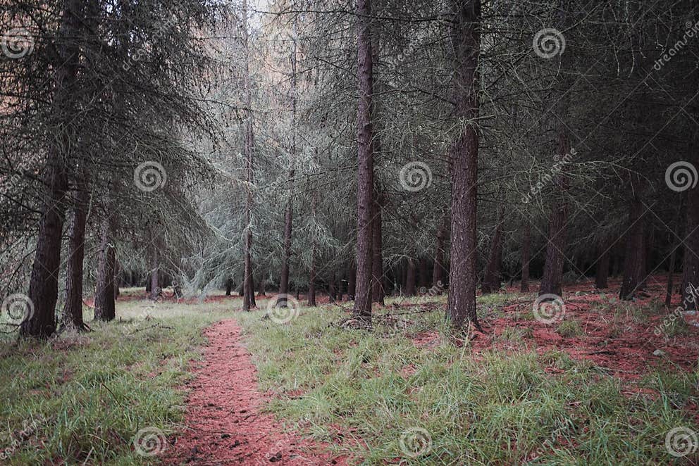The red pataway stock image. Image of grove, meadow - 183598169