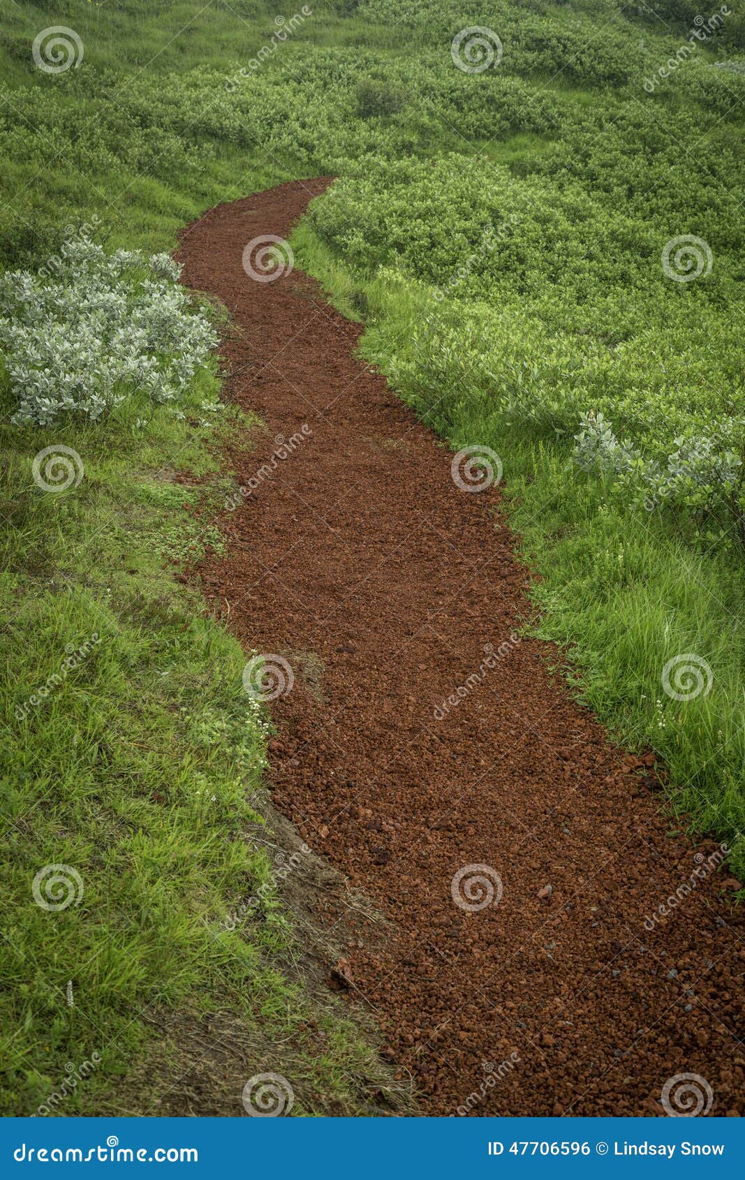 Red path stock photo. Image of beautiful, green, fresh - 47706596