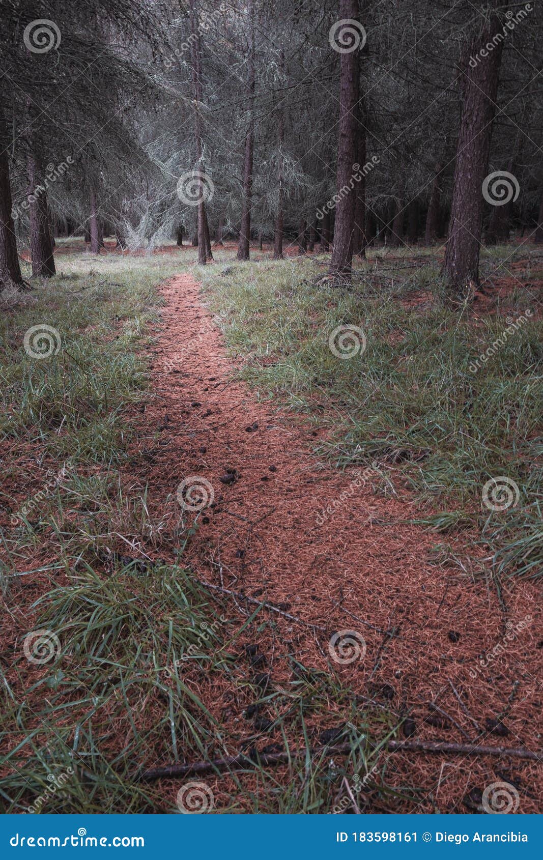 The red pathway stock image. Image of meadow, plant - 183598161