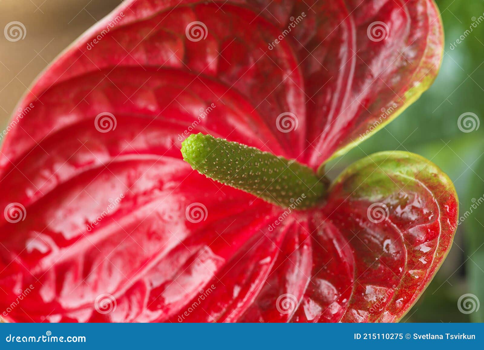 Red Peace Lily or Spathiphyllum Close Up Stock Image - Image of dracup ...