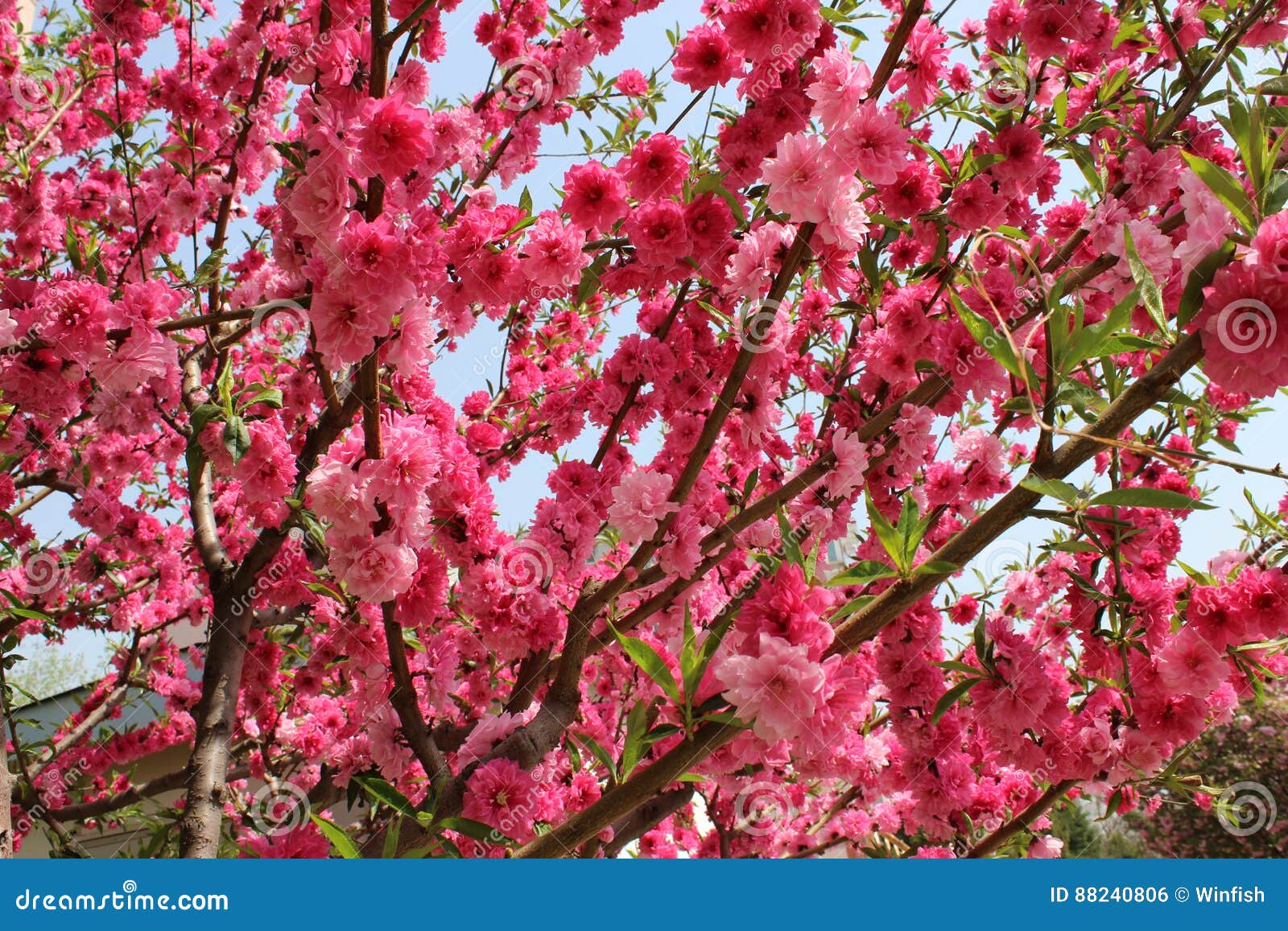 Red Peach Flower on a Small Branch Stock Photo - Image of beautiful ...