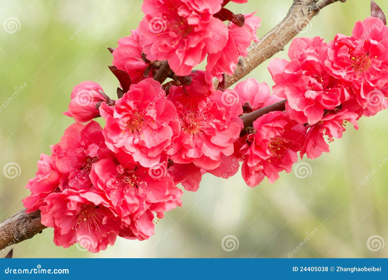 Red peach flowers stock photo. Image of tree, flower - 24405038