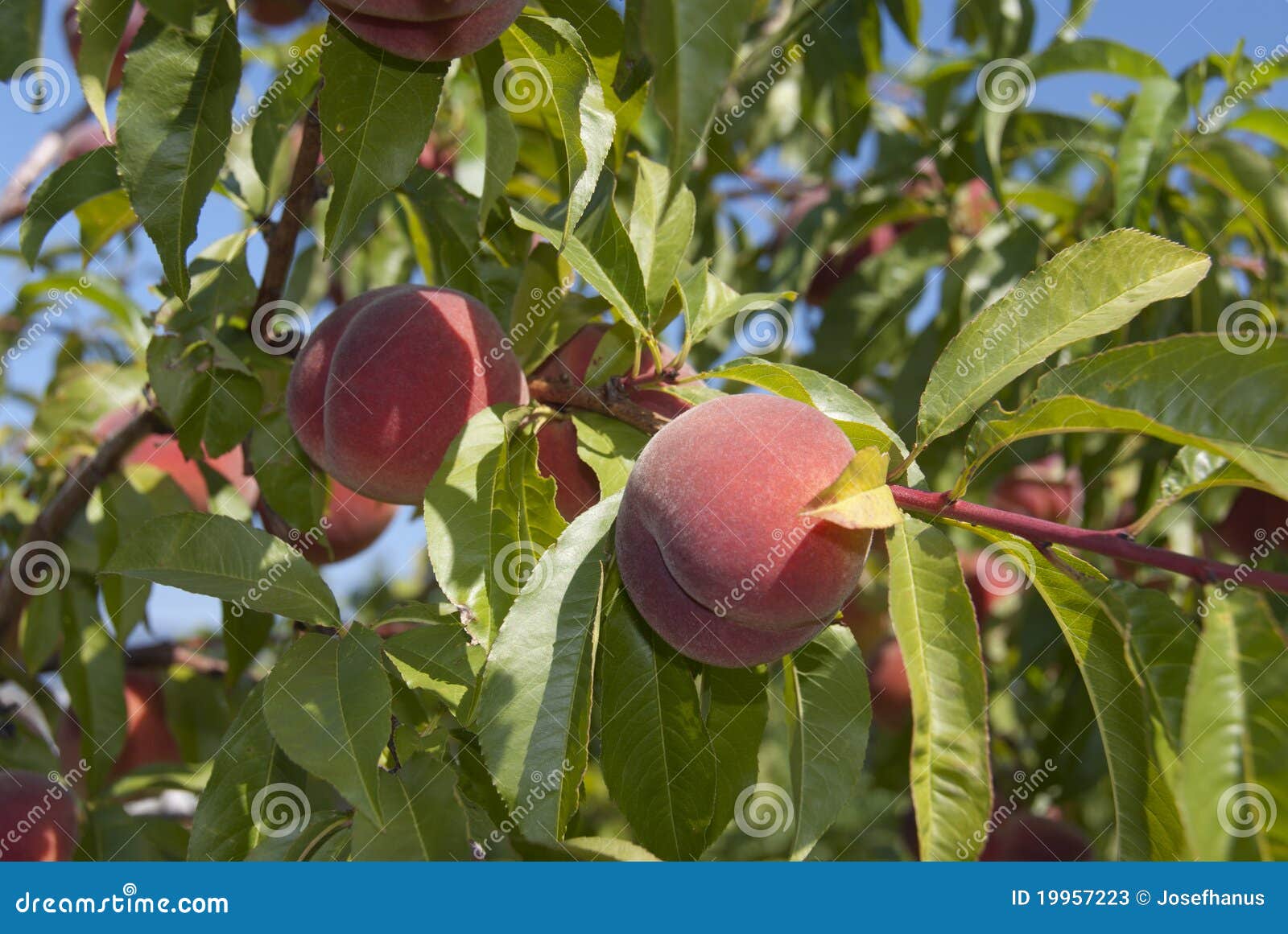 Red peaches stock image. Image of growing, park, food - 19957223