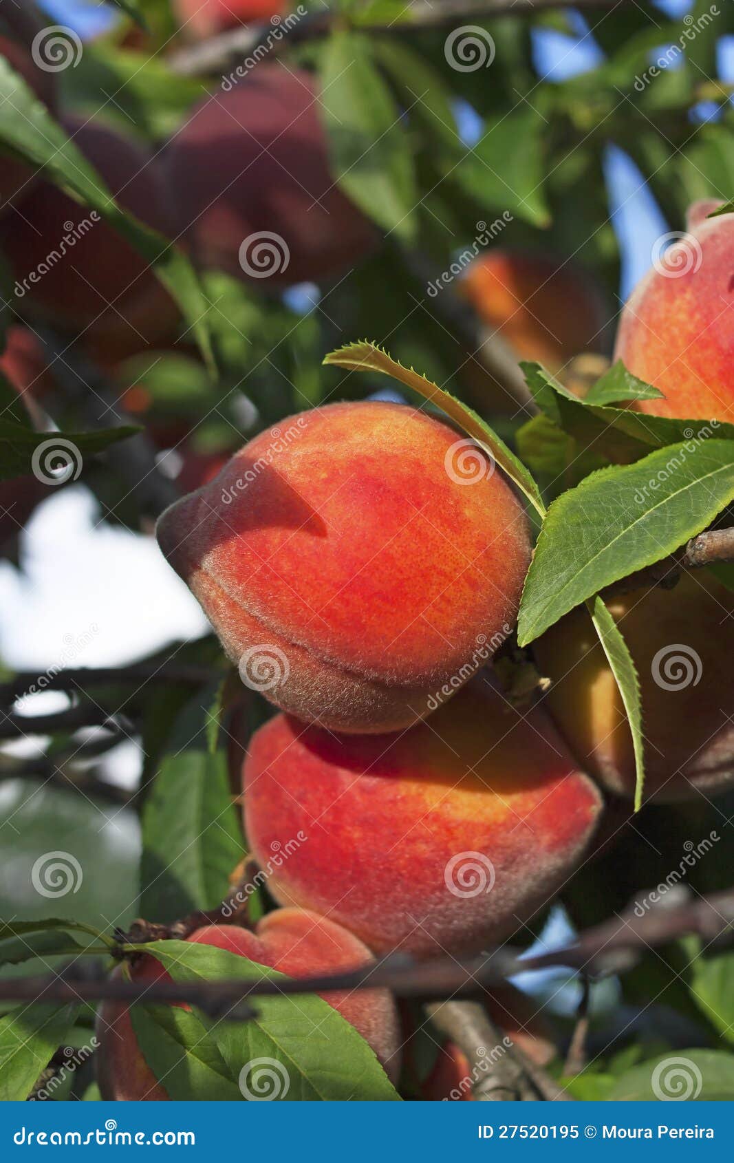 Red Peaches stock image. Image of appetizing, nutrient - 27520195