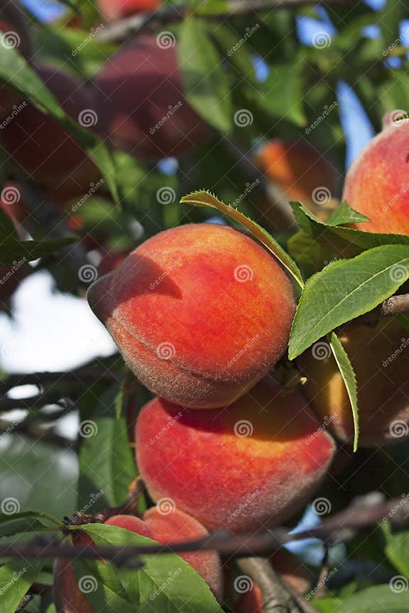 Red Peaches stock image. Image of appetizing, nutrient - 27520195