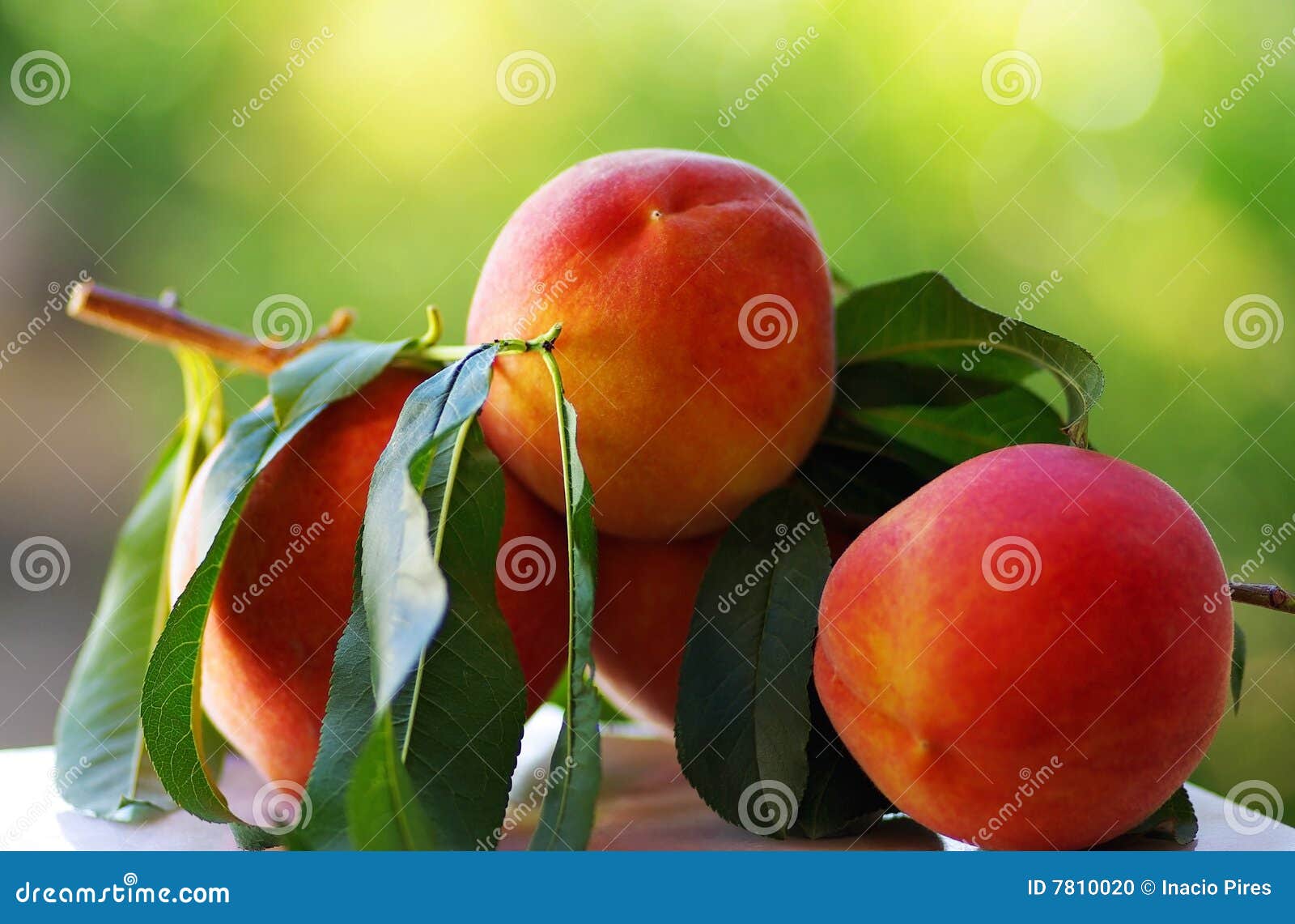 Red peaches. stock photo. Image of leaflet, healthy, sweet - 7810020