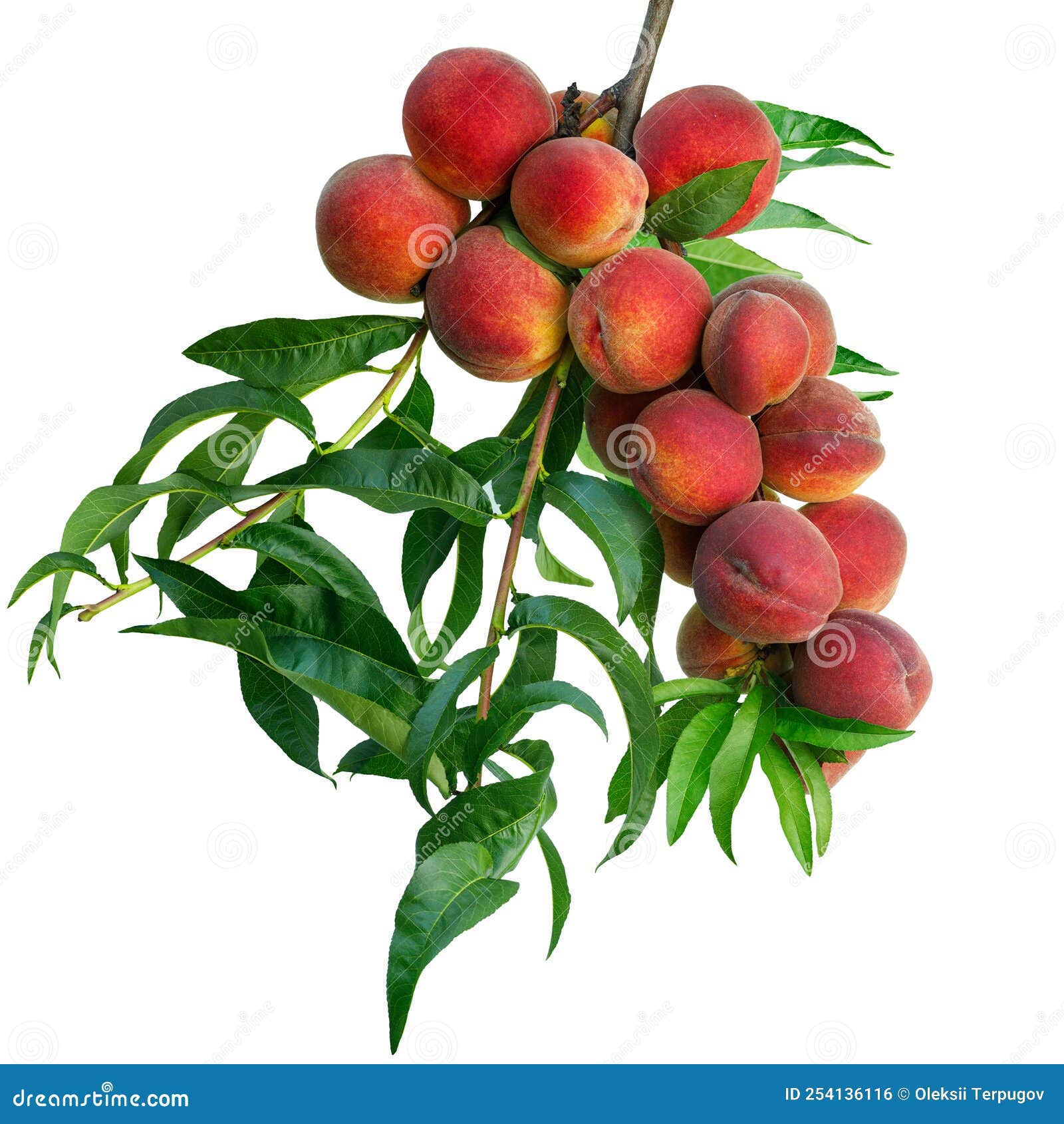 Red Peaches on Branch Isolated on White Stock Photo - Image of peach ...