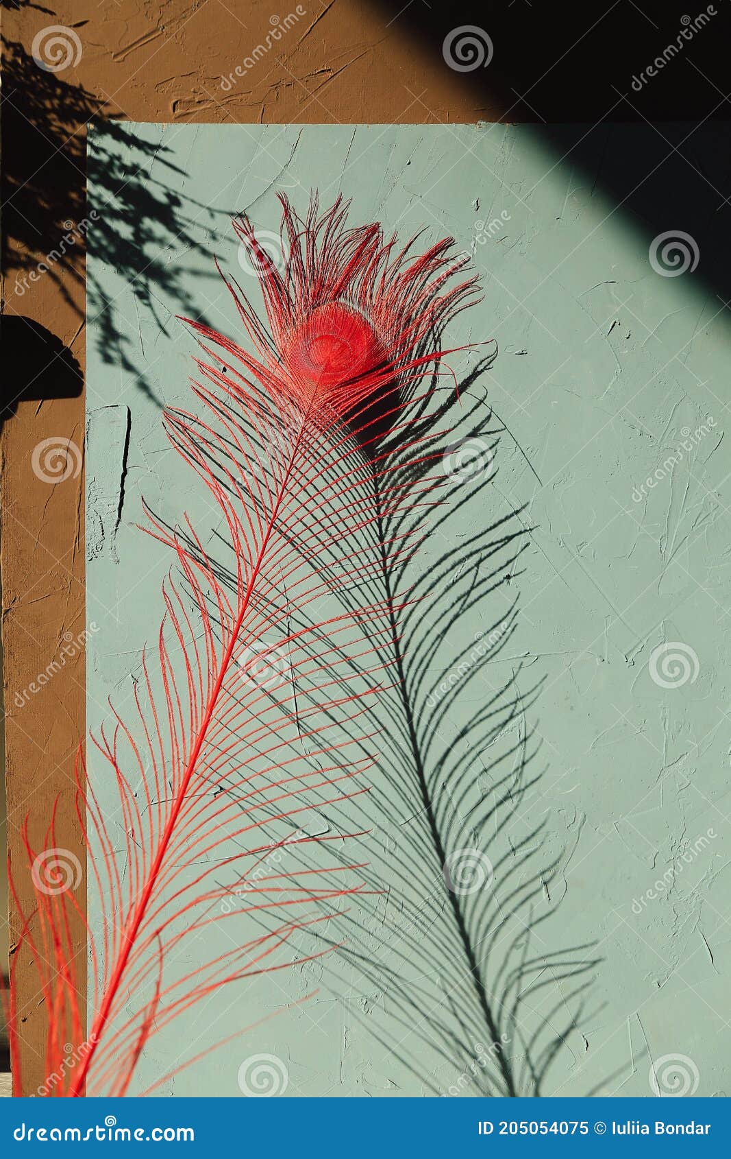 Red Peacock Feather on Blue Background Stock Image - Image of ...