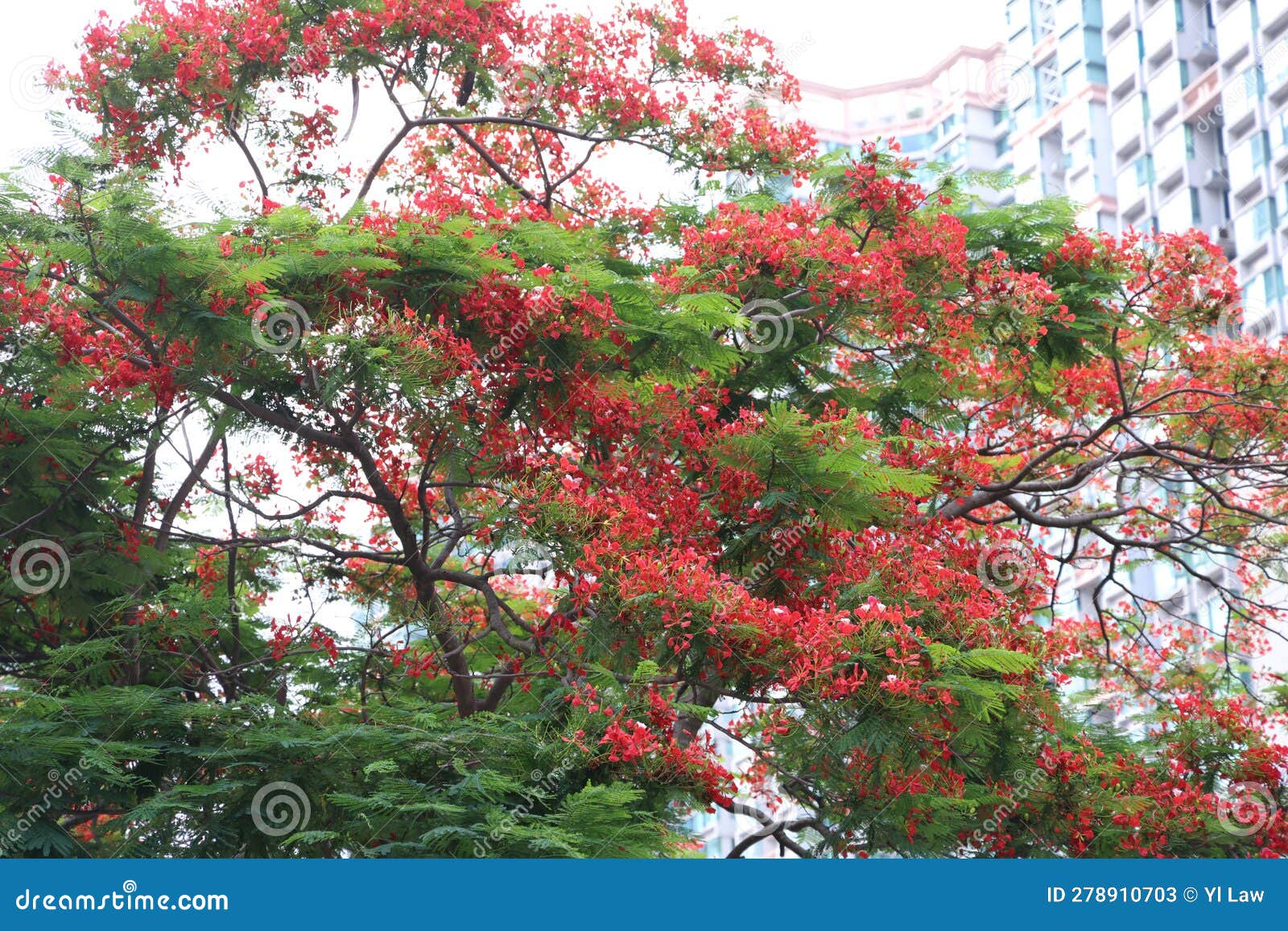 Red Peacock Flowers or the Flame Tree, May 21 2023 Editorial Stock ...