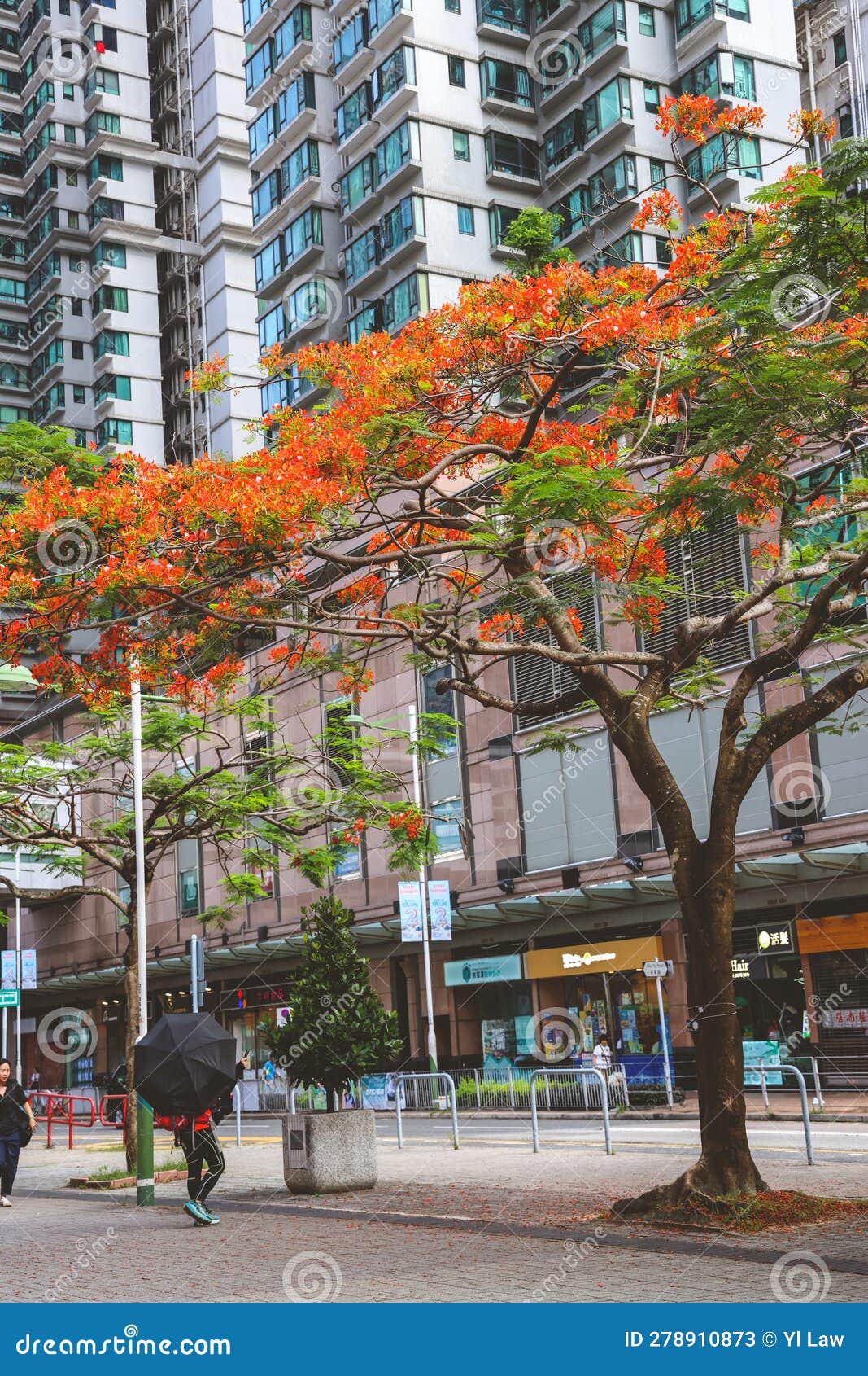 Red Peacock Flowers or the Flame Tree, May 21 2023 Editorial Stock ...