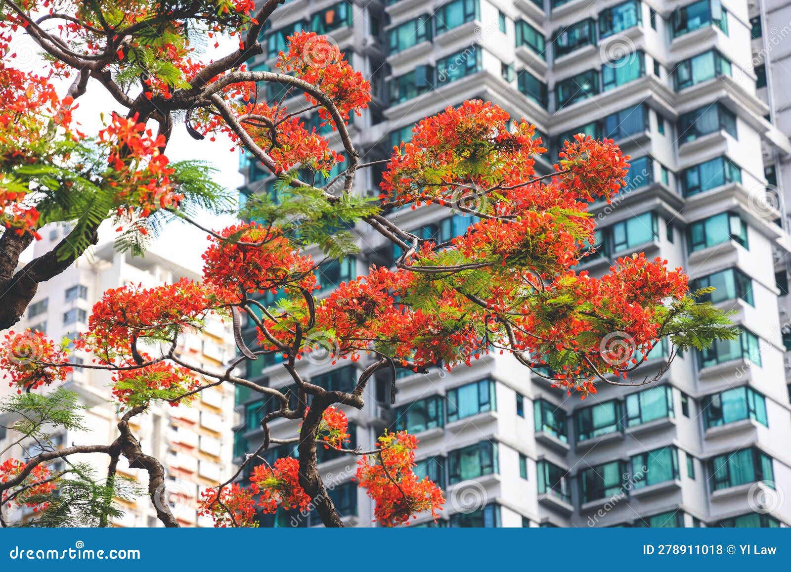 Red Peacock Flowers or the Flame Tree, May 21 2023 Stock Photo - Image ...
