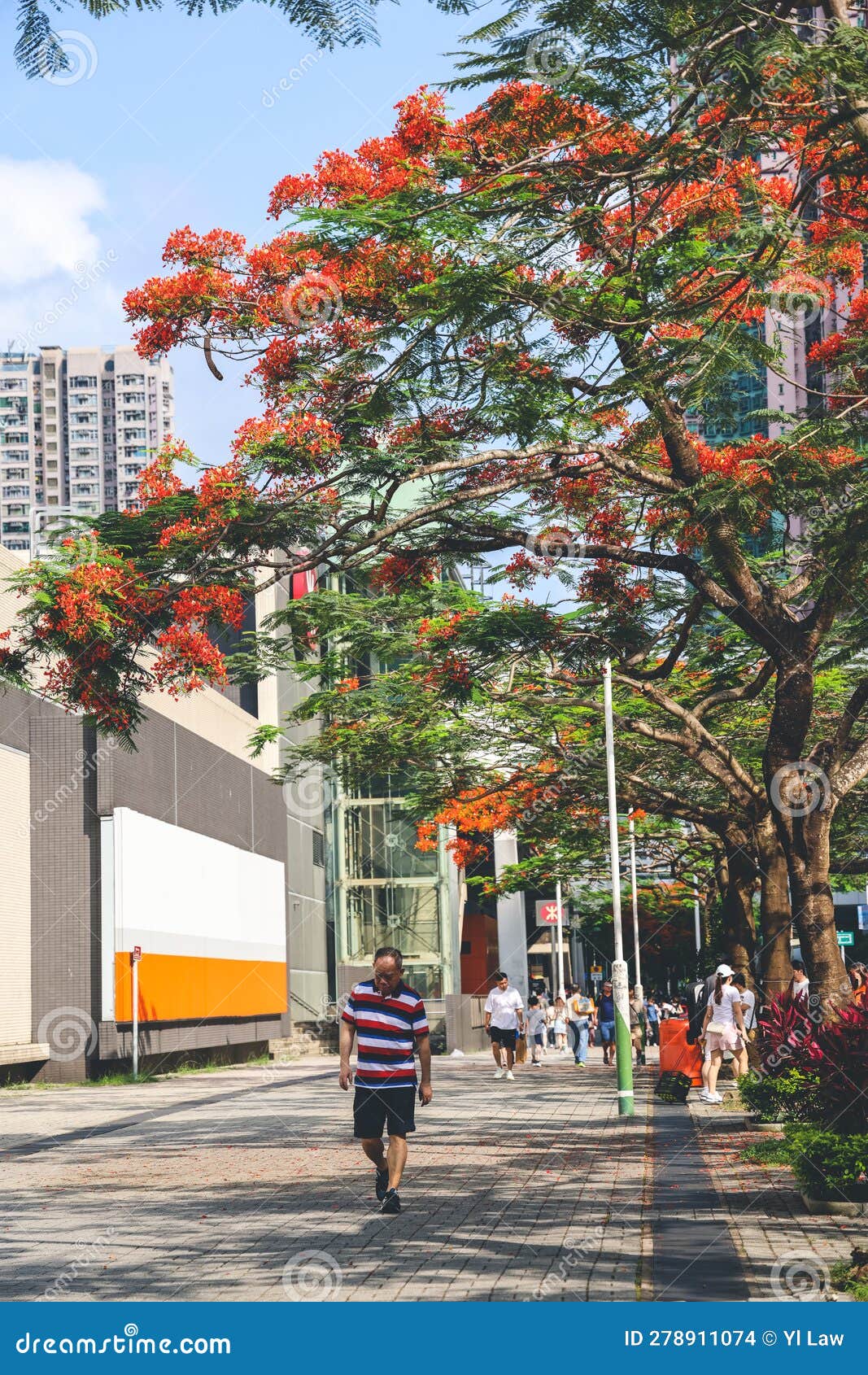 Red Peacock Flowers or the Flame Tree, May 21 2023 Editorial Stock ...