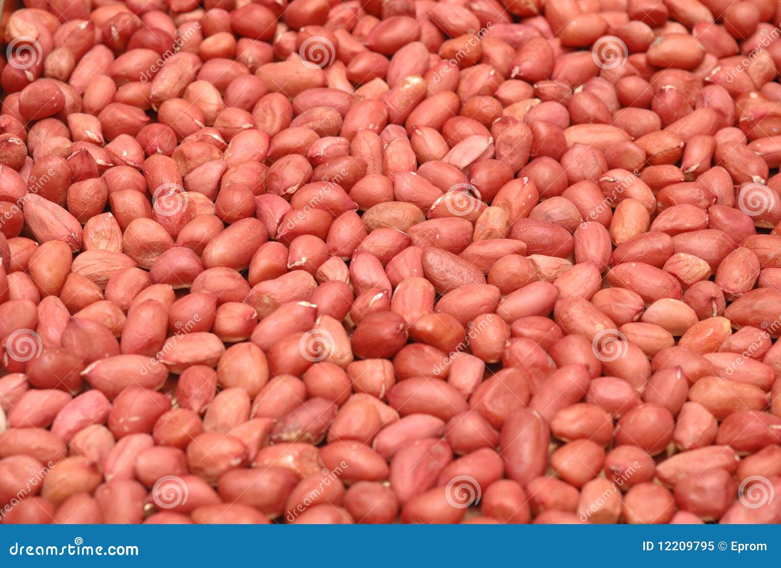 Red peanuts stock image. Image of fruits, nuts, detail - 12209795