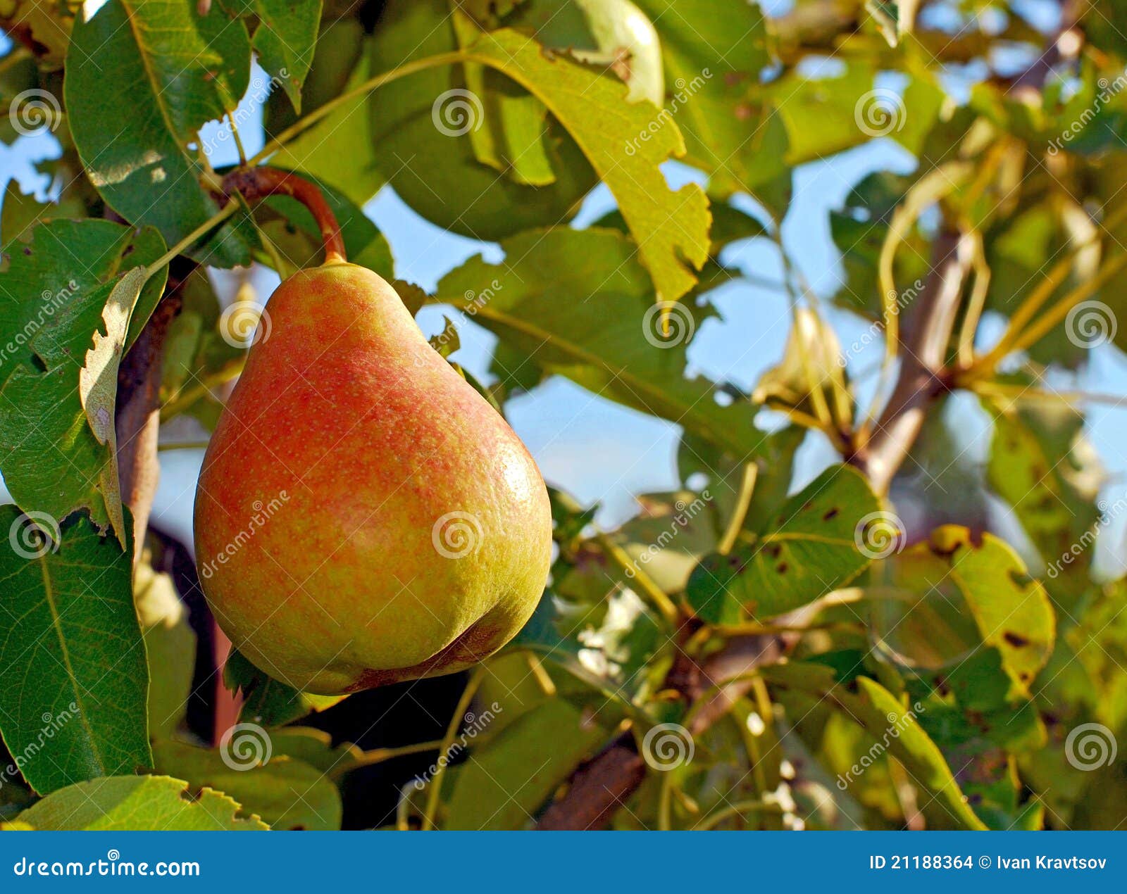 Red pear stock photo. Image of leave, reap, autumn, pear - 21188364
