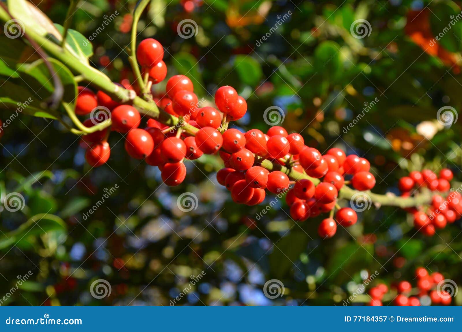 Red Pearls stock image. Image of german, ribbon, drink - 77184357