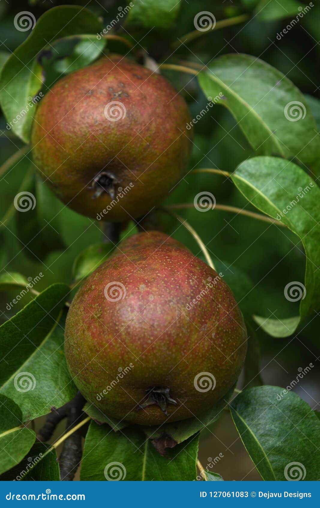 Red Pears Ripening on a Tree in the Sunshine Stock Image - Image of ...