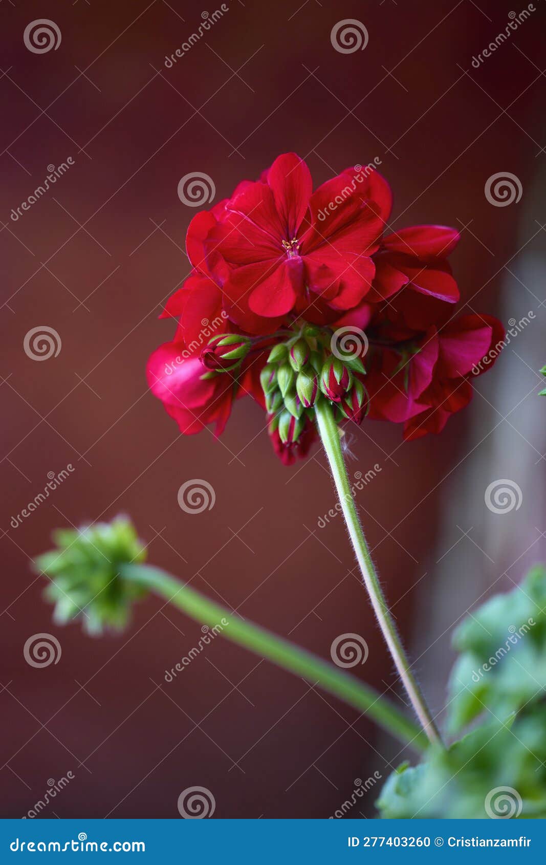 Red Pelargonium in the Garden. Red Geranium Flowers in Summer Garden ...