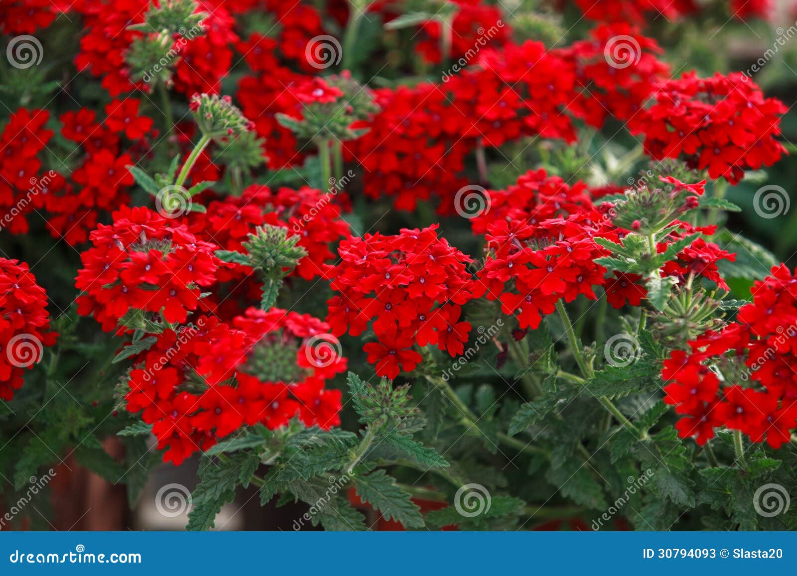 Red Pelargonium (geranium) Flower Stock Image - Image of biennial ...