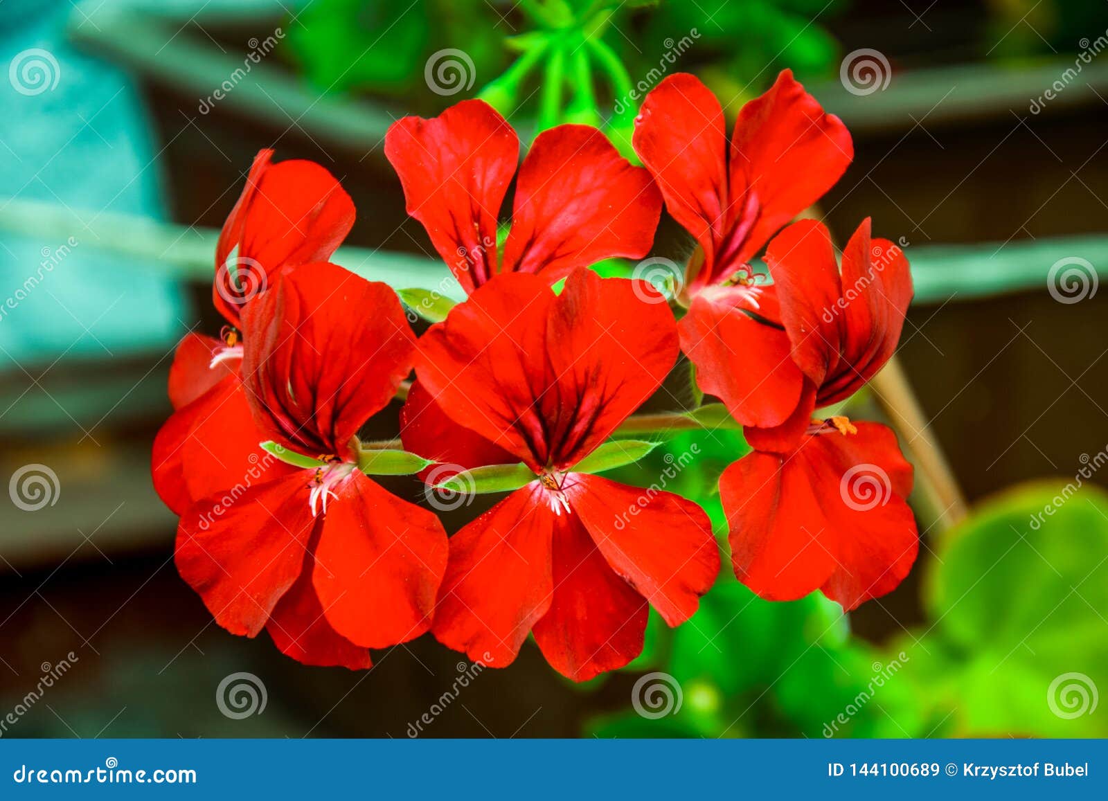 Red pelargonium graveolens stock image. Image of summer - 144100689