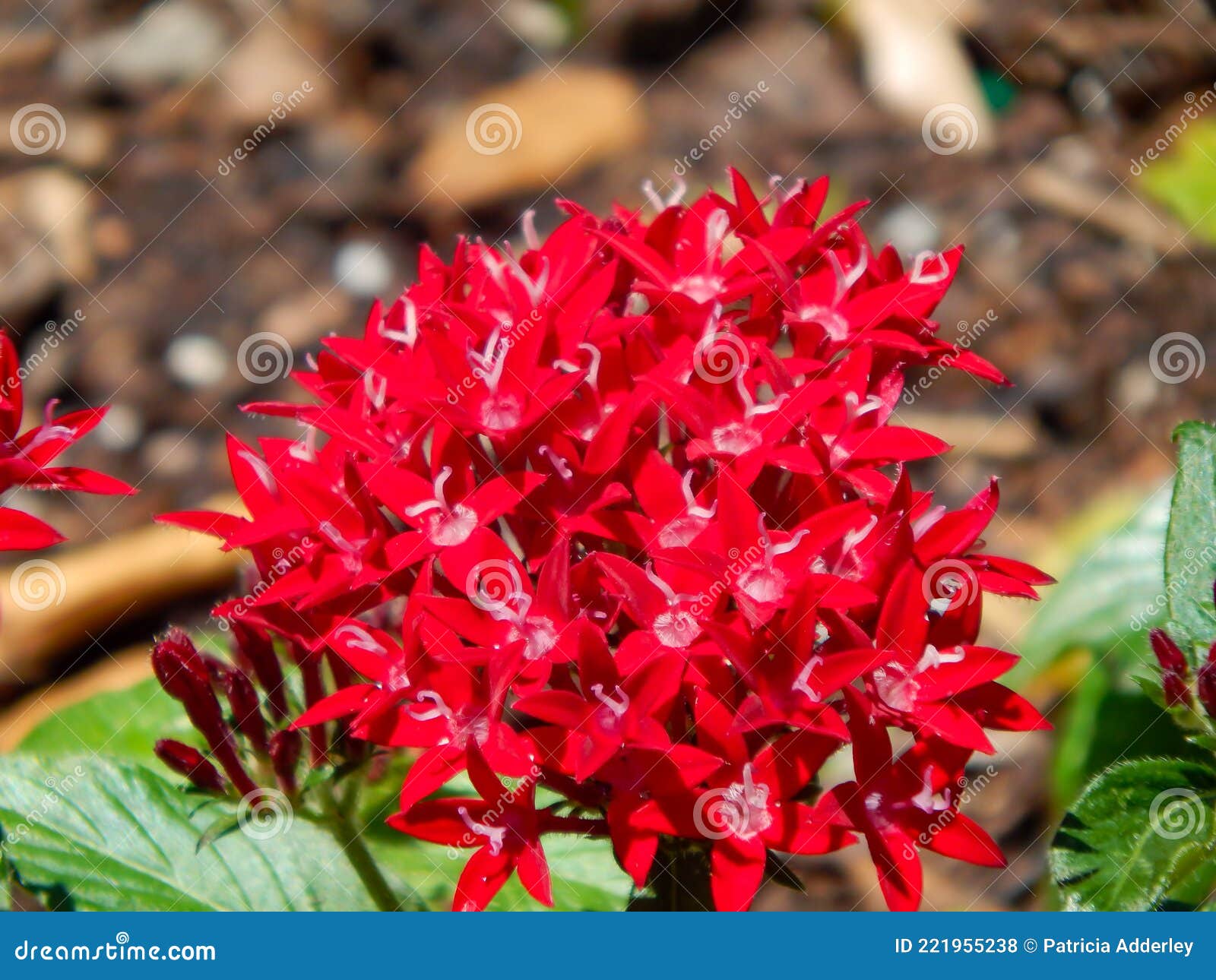 Red Penta Flowers Deland Florida Stock Photo - Image of floral, closeup ...