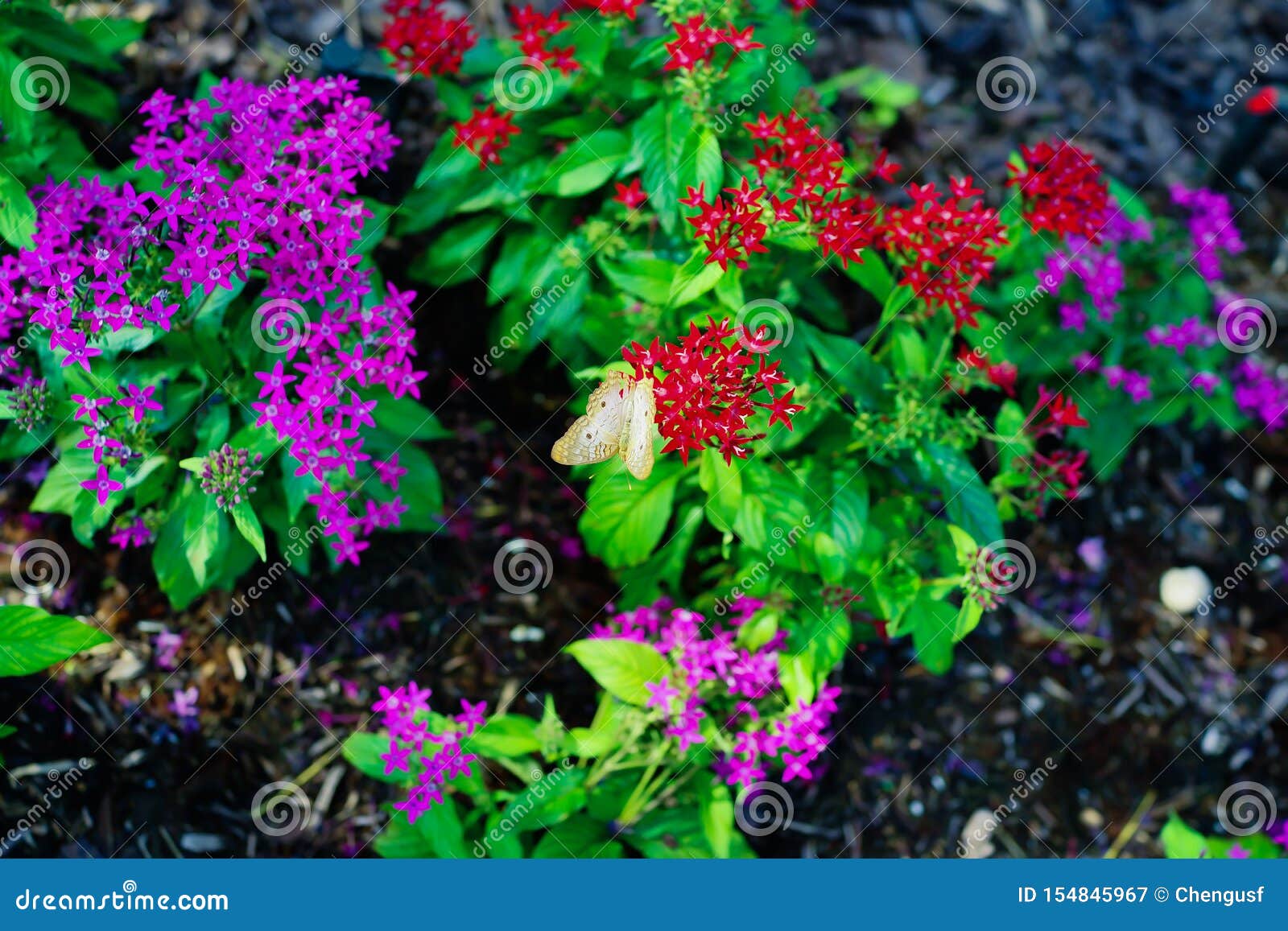 Red Pentas Lanceolata Flower Stock Image - Image of flower, beautiful ...