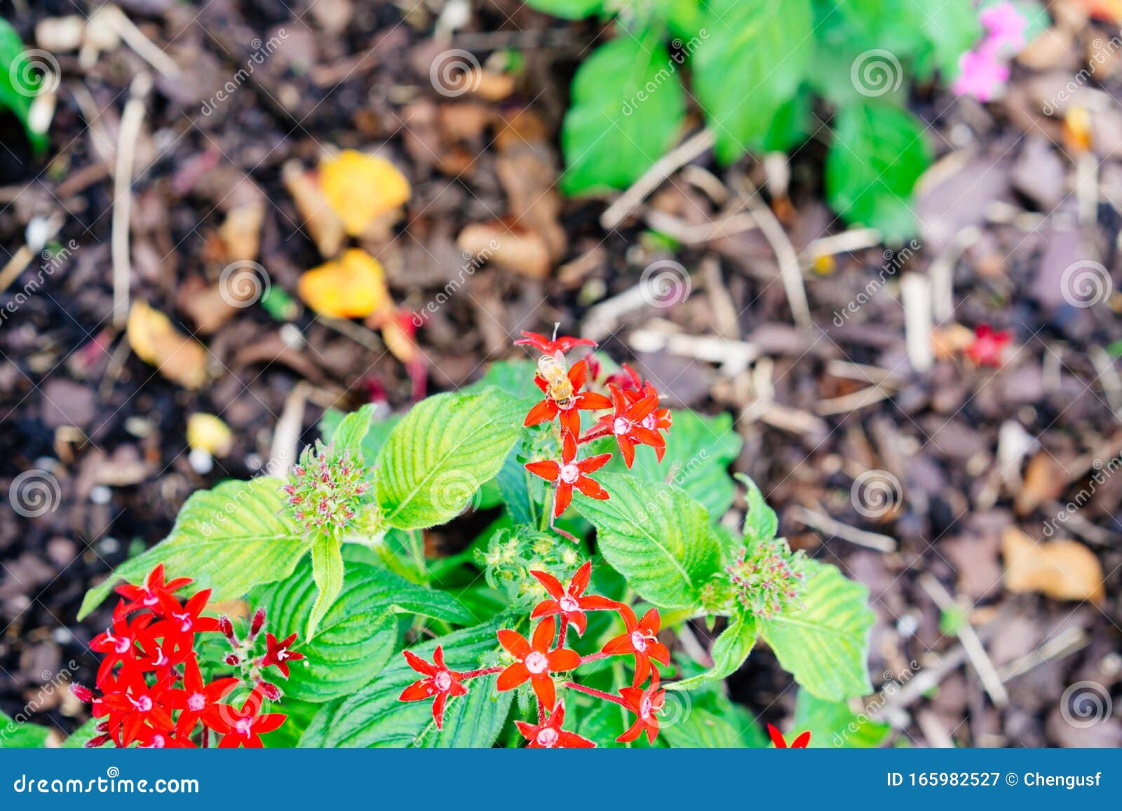 Pentas lanceolata flower stock image. Image of color - 165982527
