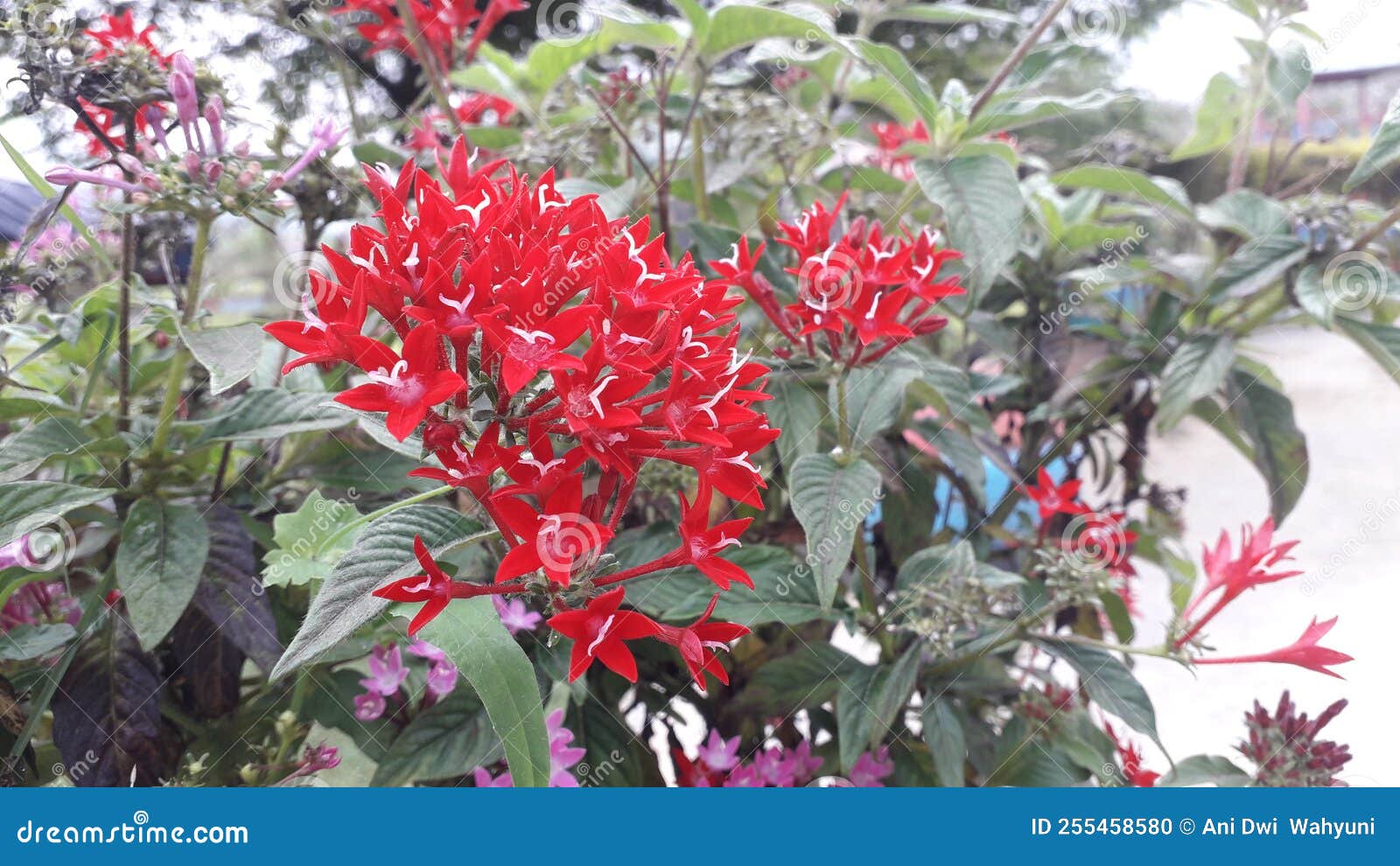 Red Pentas Lanceolata with Green Leaves Stock Photo - Image of flower ...